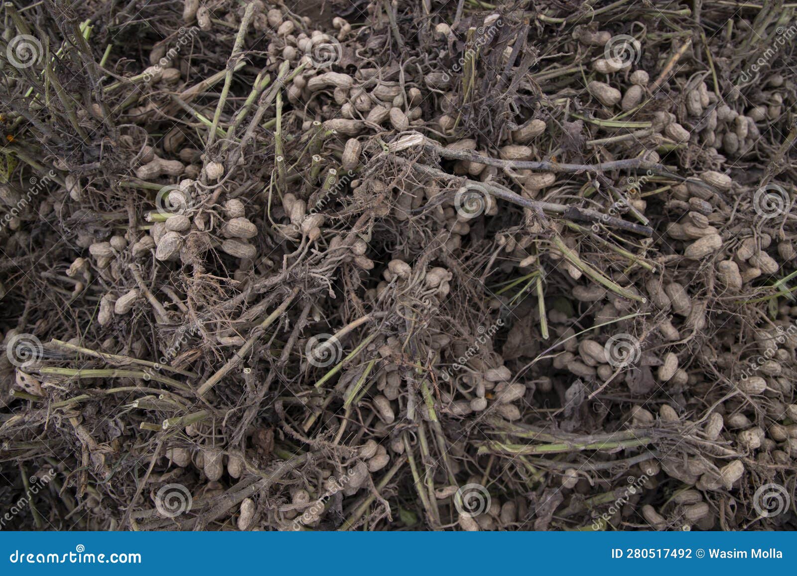 Stacked Harvest Peanuts in the Soil in the Field Stock Photo - Image of ...