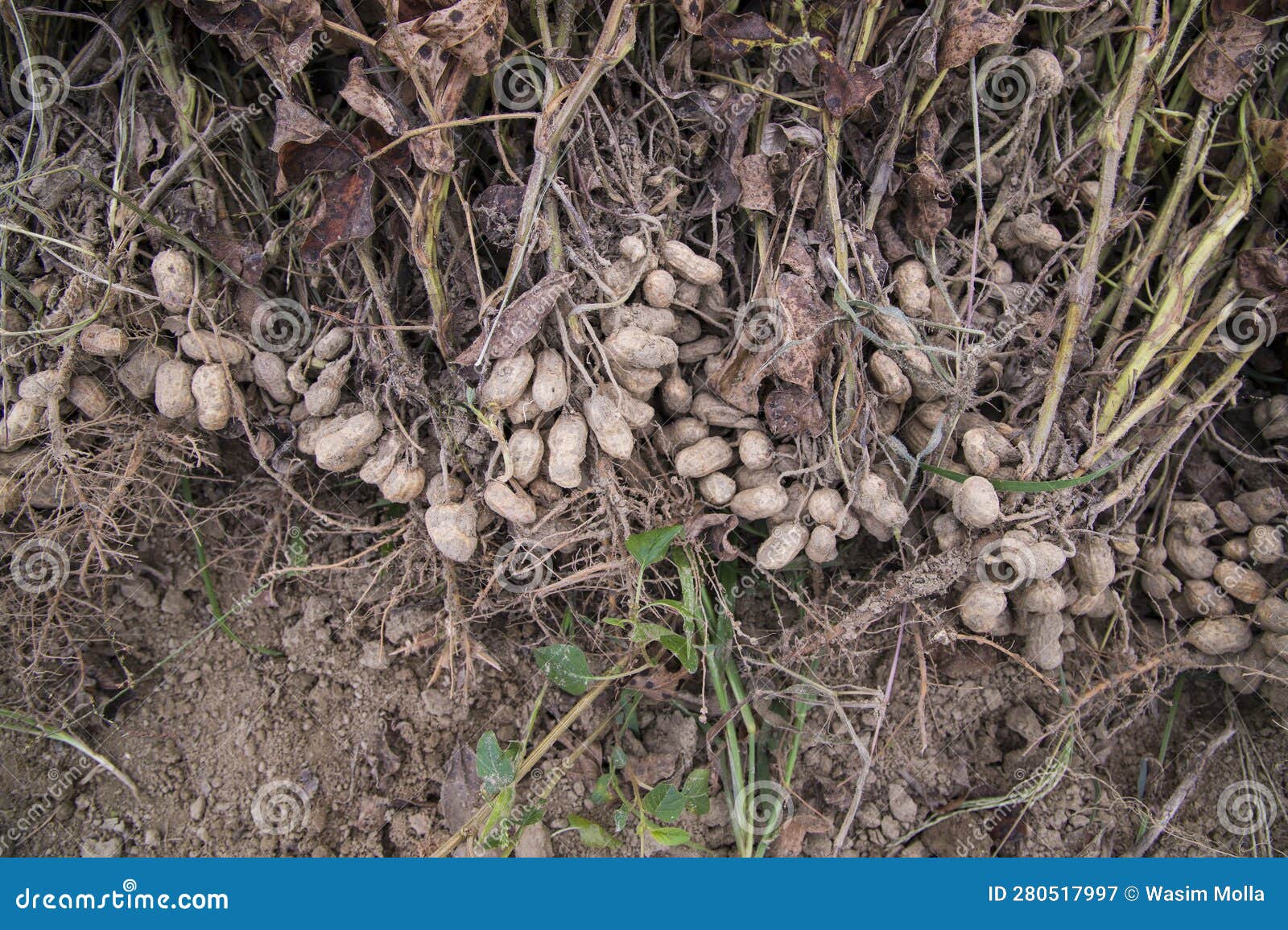Stacked Harvest Peanuts In The Soil In The Field Stock Photo ...