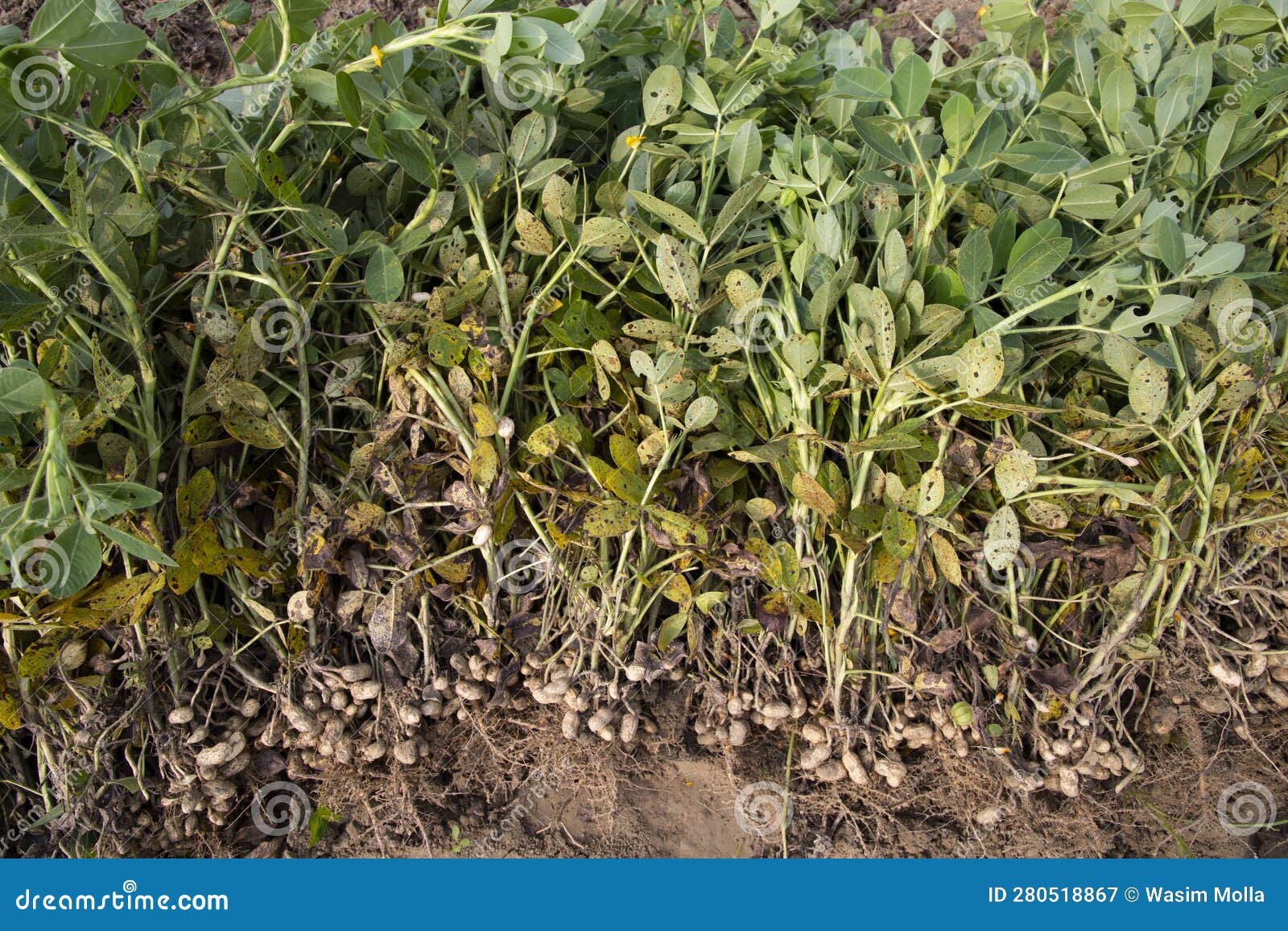 Stacked Harvest Peanuts in the Soil in the Field Stock Image - Image of ...