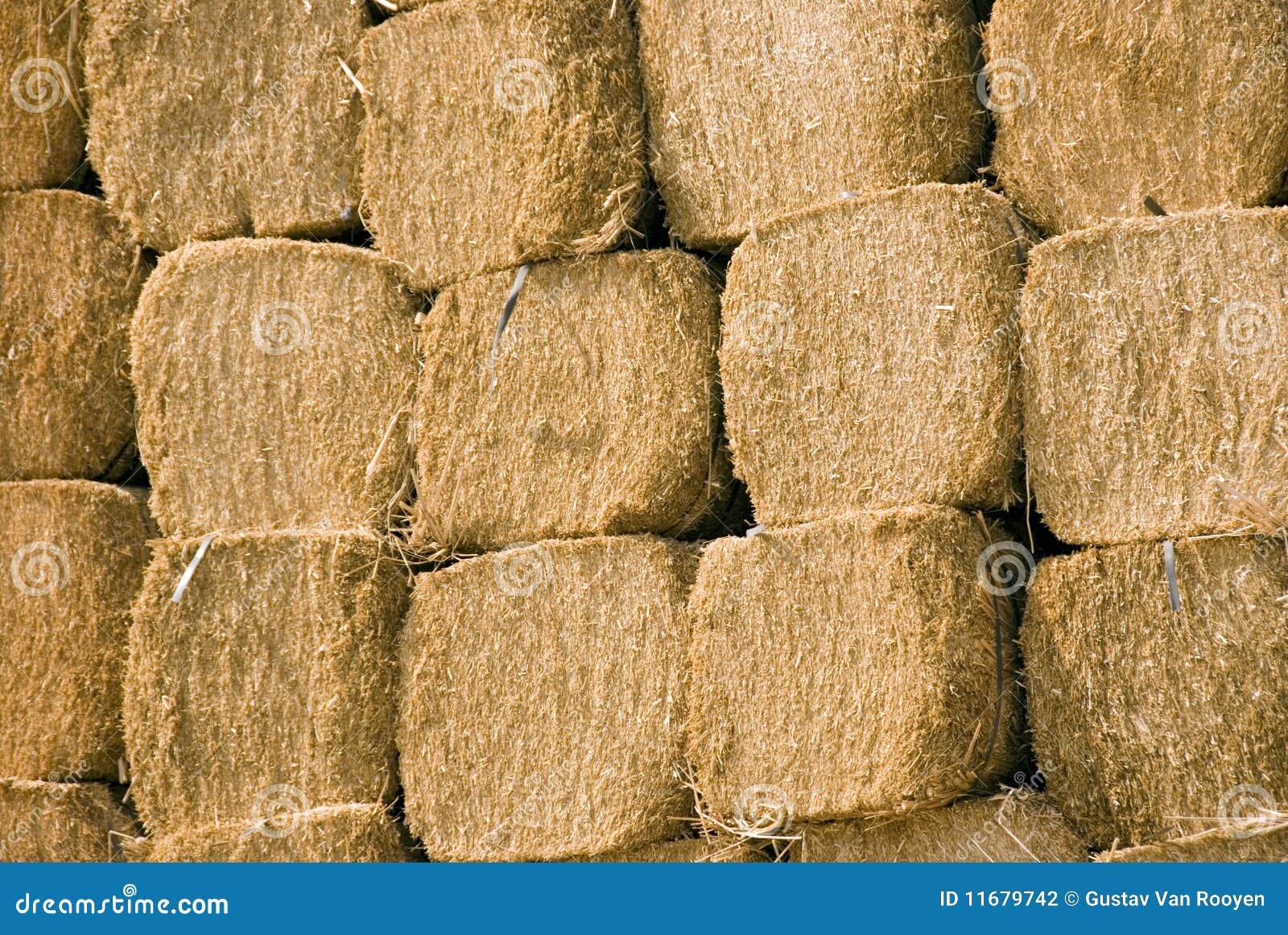 Stacked Hay stock photo. Image of animal, dried, stacked - 11679742