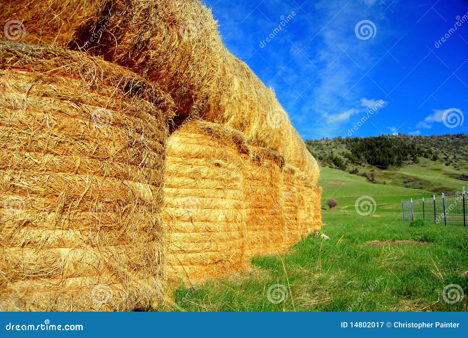 Stacked Hay Bales stock image. Image of yellow, fence - 14802017