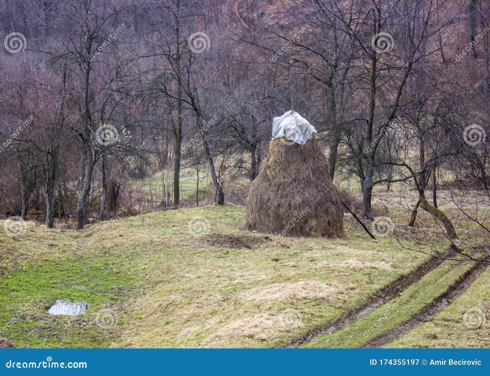 Stacked Hay Covered with Plastic Sheet Stock Image - Image of country ...