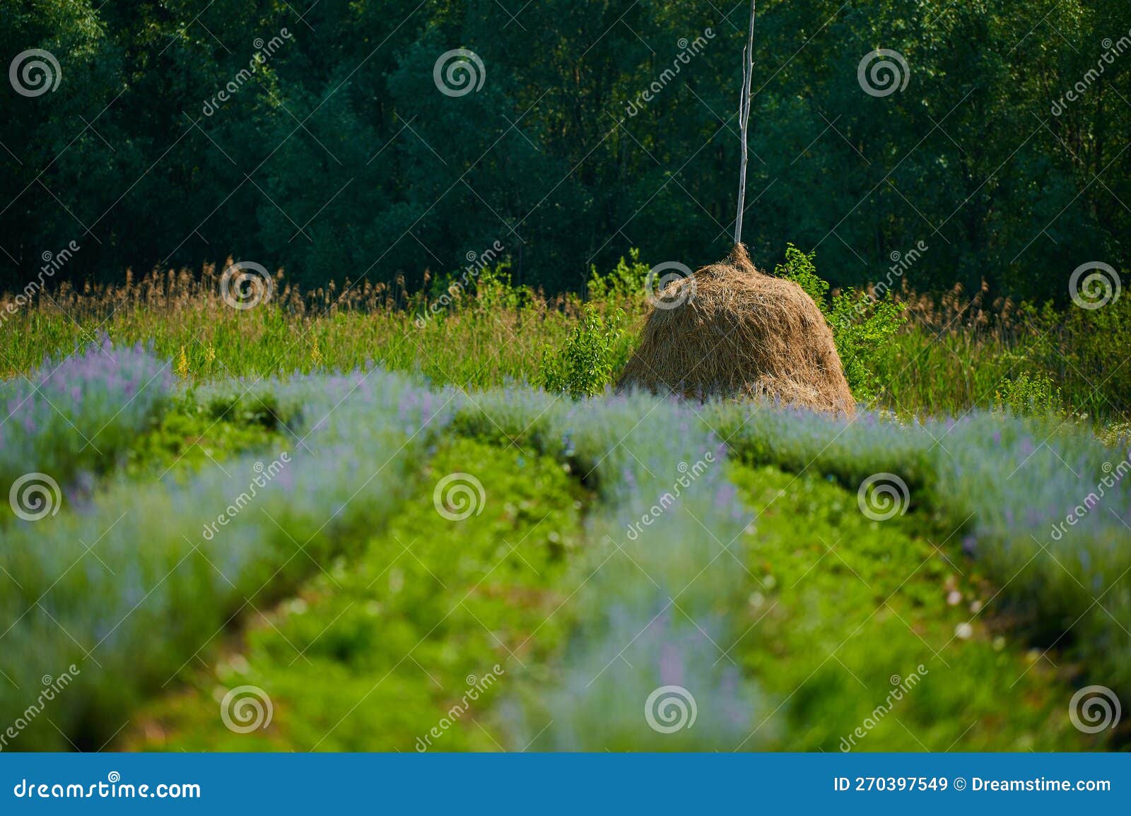 Stacked Haystack in a Field, Outdoors Stock Image - Image of bale ...