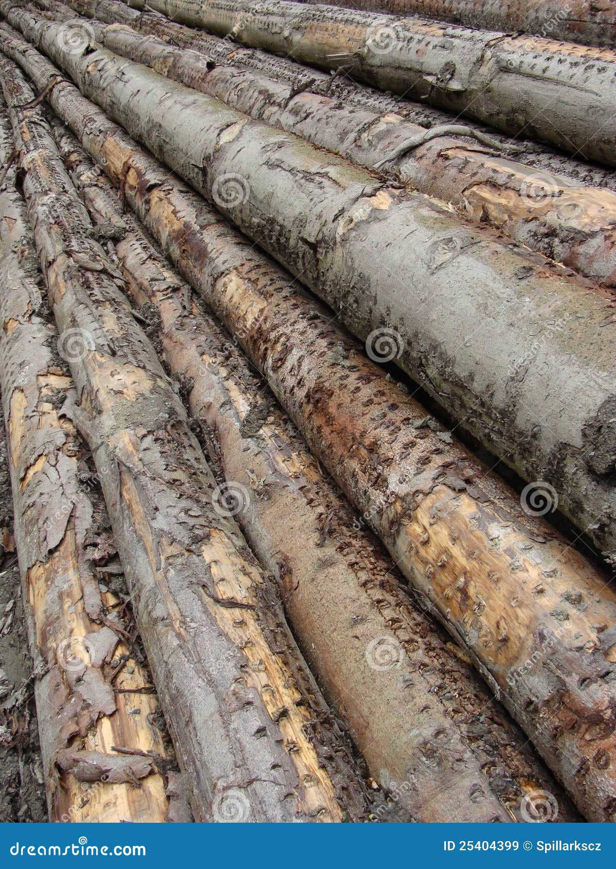 Stacked log long cut trees stock image. Image of lumber - 25404399
