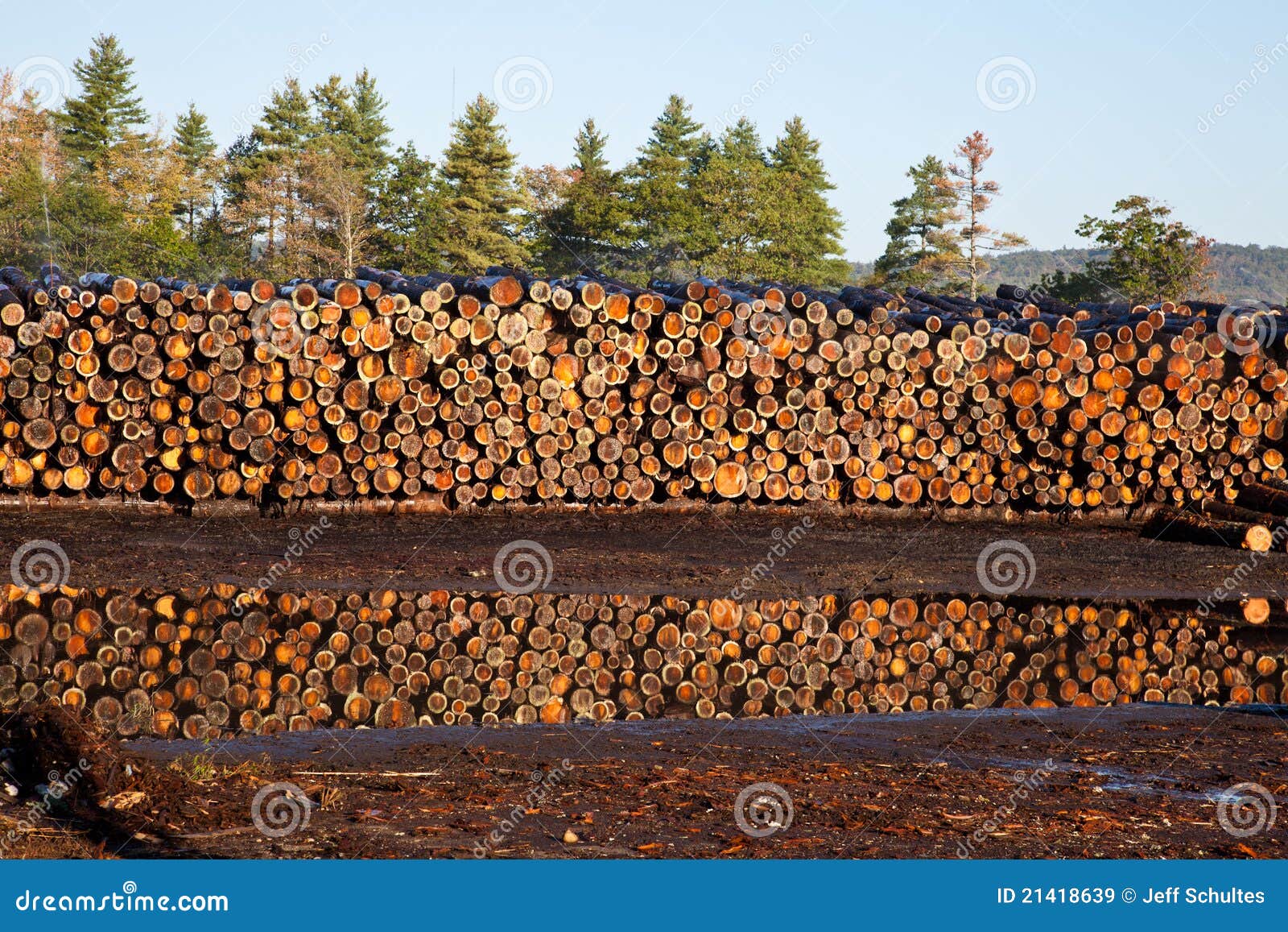 Stacked Logs stock image. Image of timber, forest, industry - 21418639