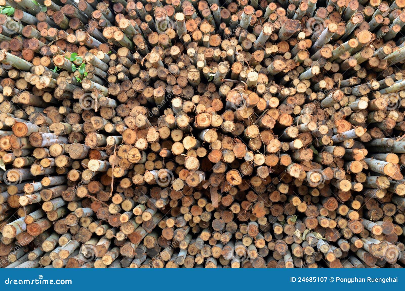 Stacked Logs stock image. Image of timber, woodpile, firewood - 24685107