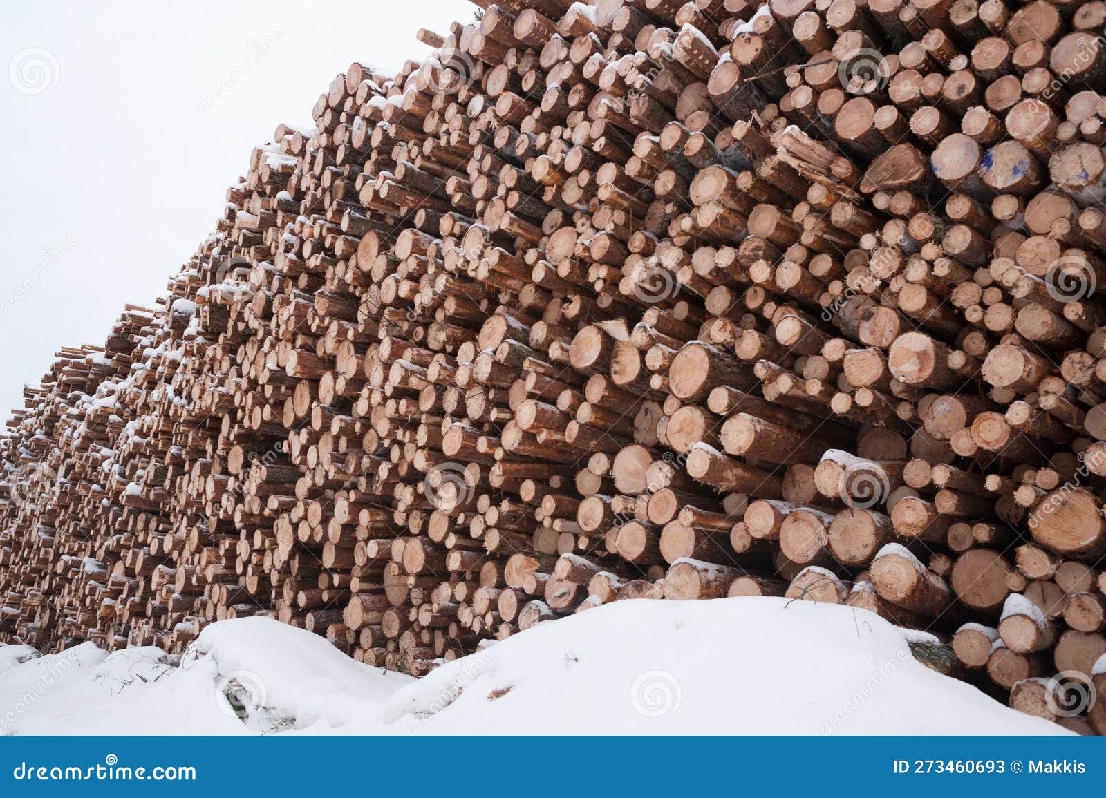 Pile of Logged Tree Trunks. Sawn Trees from the Forest Stock Image ...