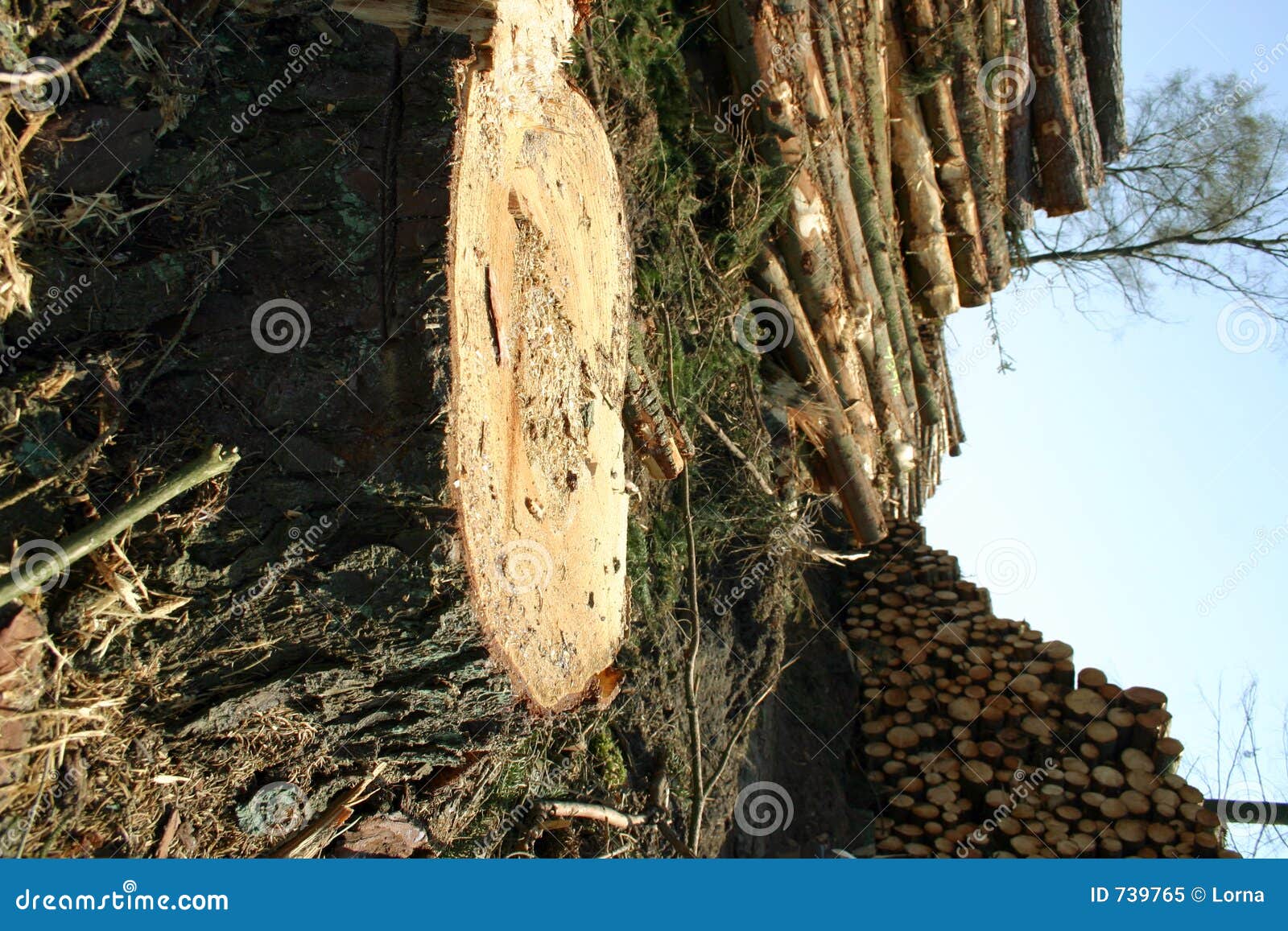 Stacked Logs stock image. Image of logs, stacked, wood - 739765