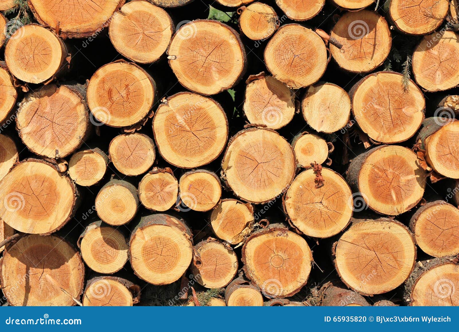 Stacked logs stock photo. Image of nature, annual, grubbing - 65935820