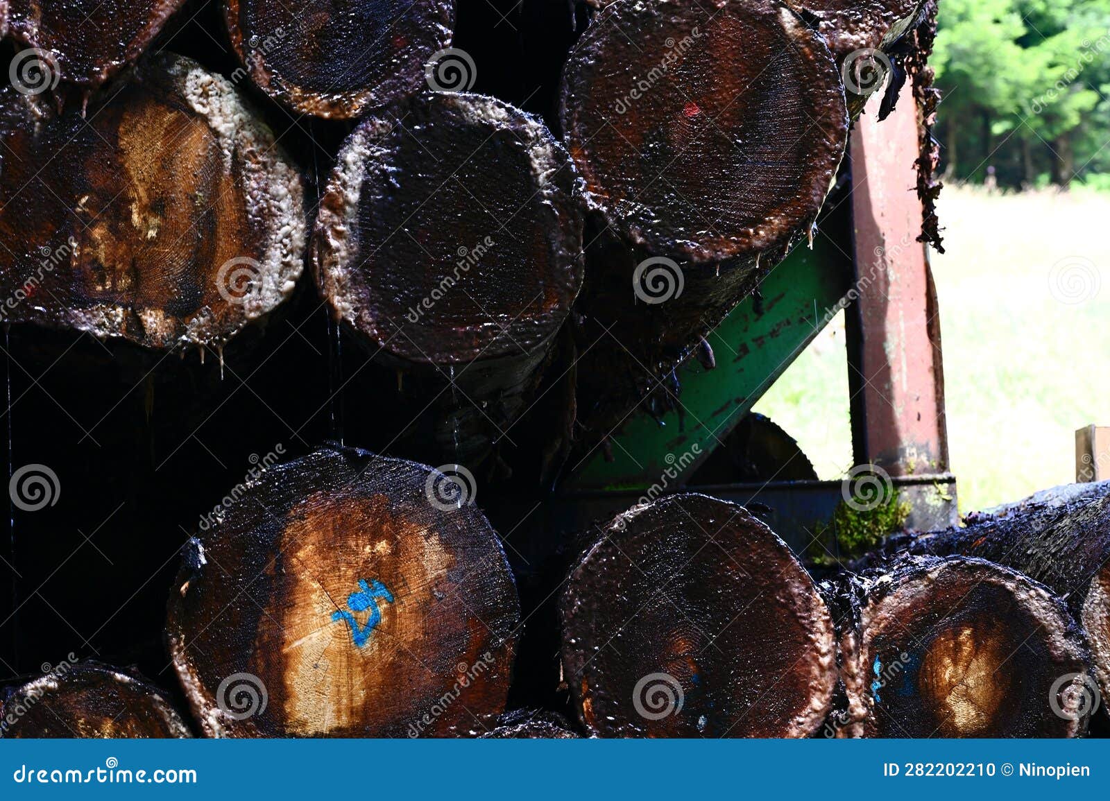 Stacked Logs in the Black Forest Stock Photo - Image of wood, nature ...