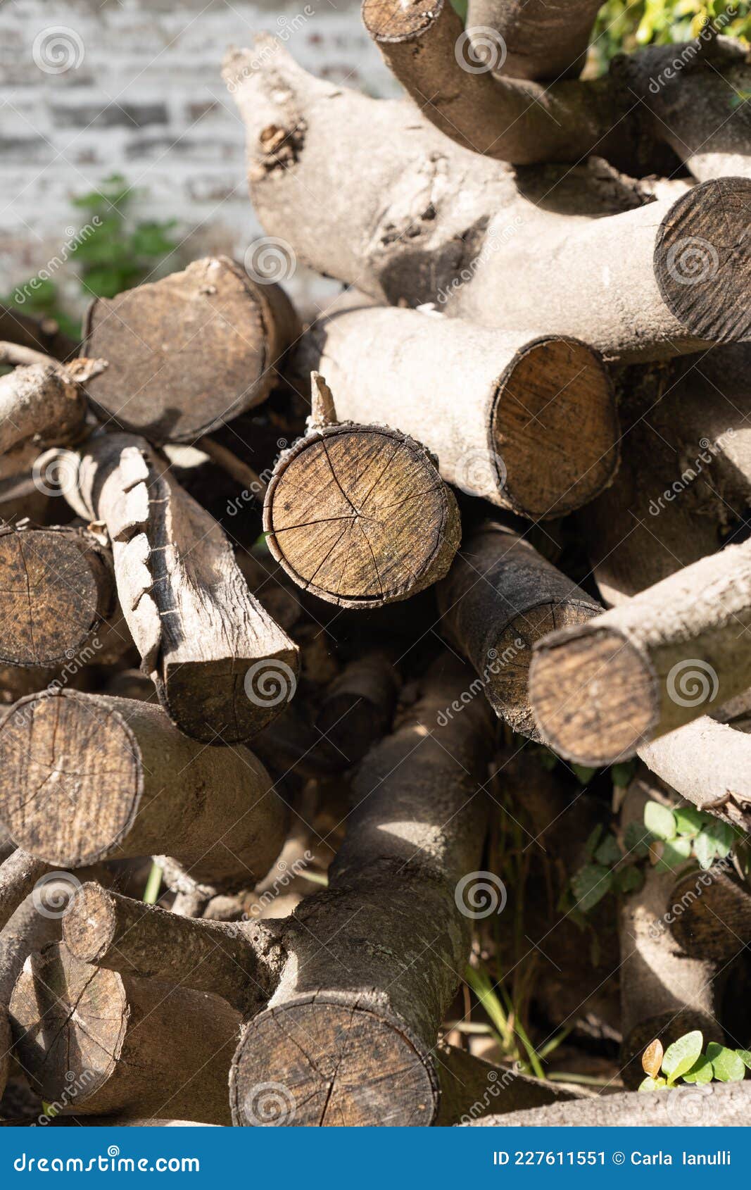 Stacked Logs Background With Green Plant Recycle Royalty-Free Stock ...