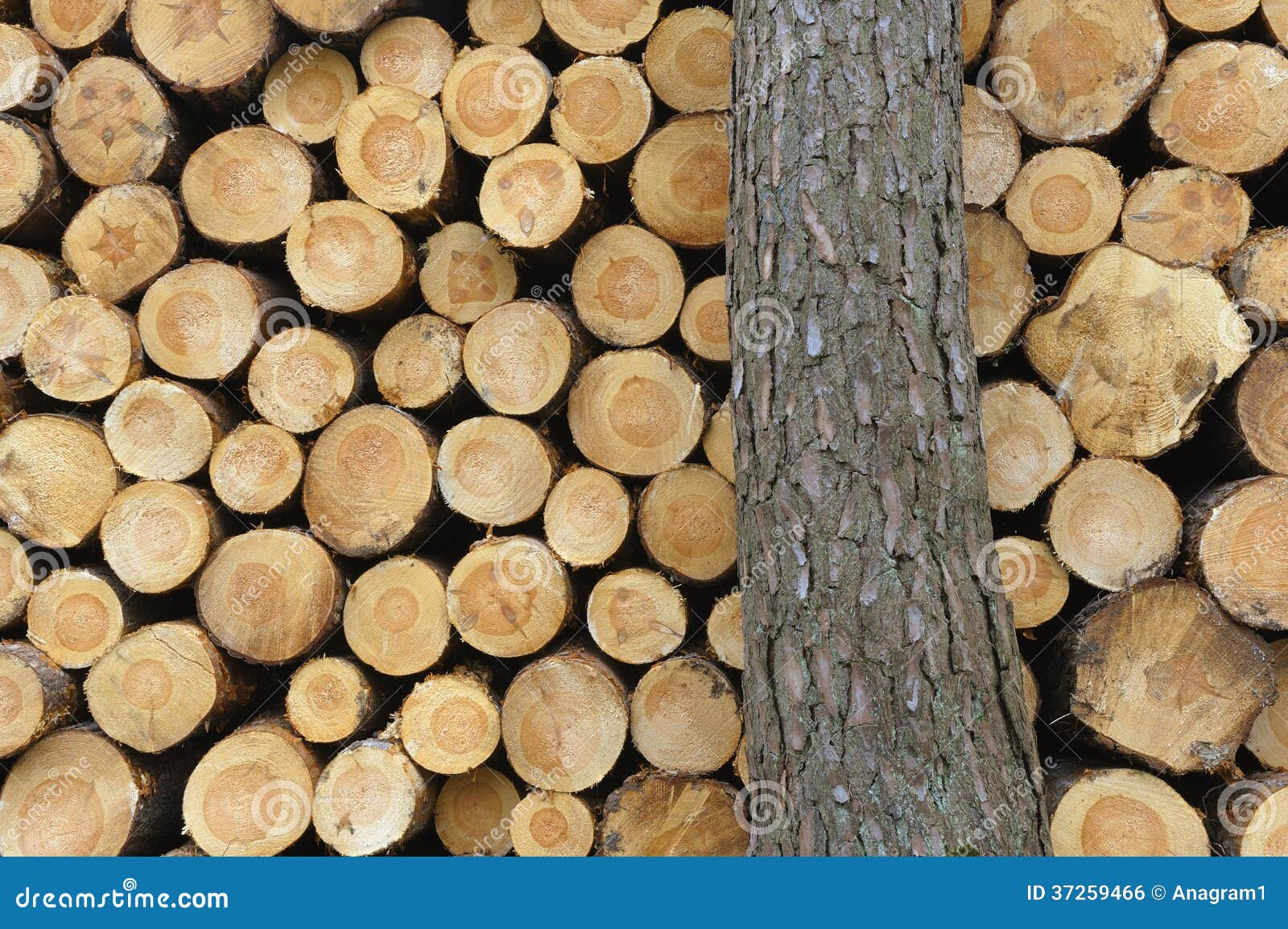 Stacked Logs stock photo. Image of fallen, logstack, industry - 37259466