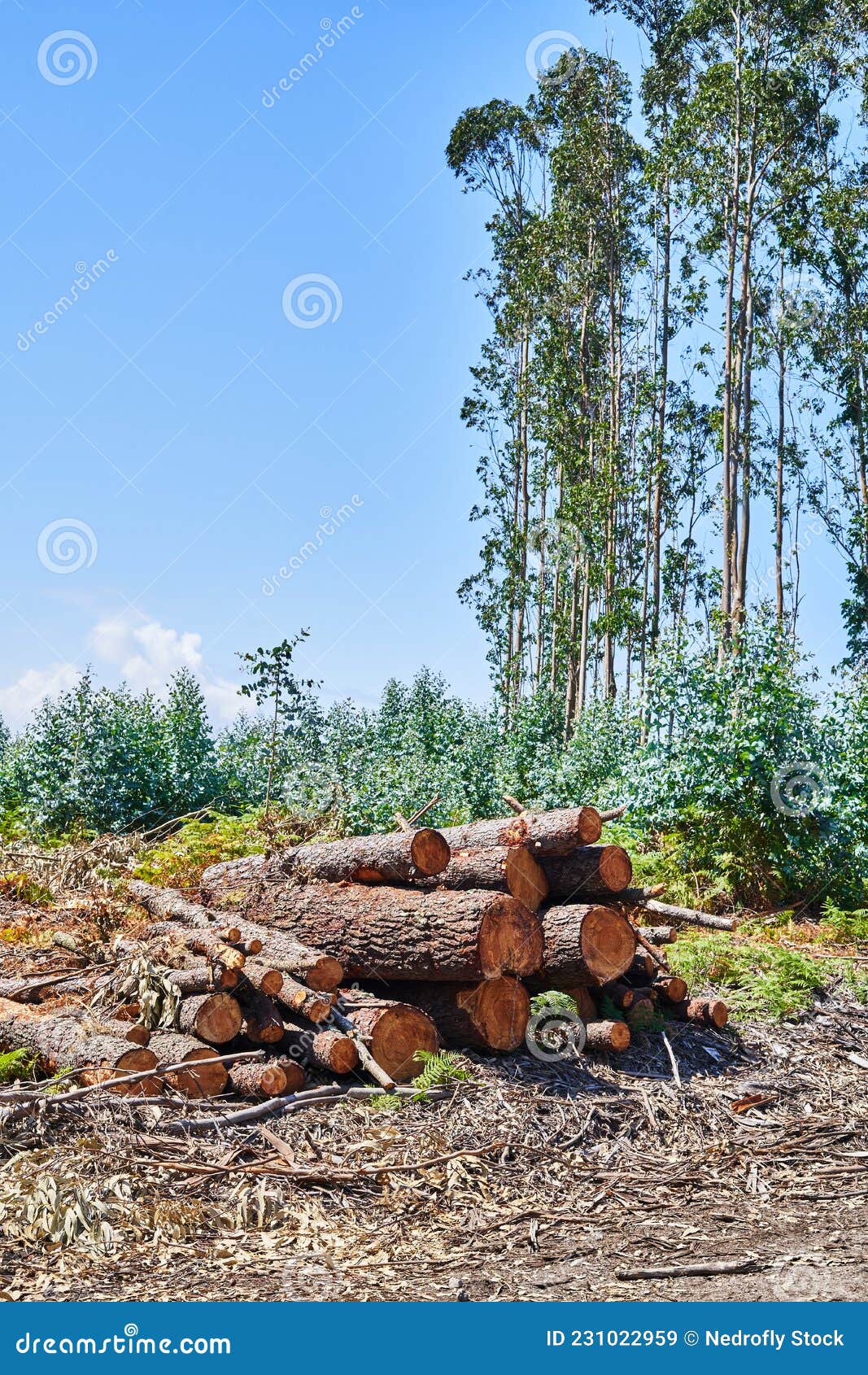 Stacked Logs Cut in the Forest. Deforestation Concept Stock Image ...