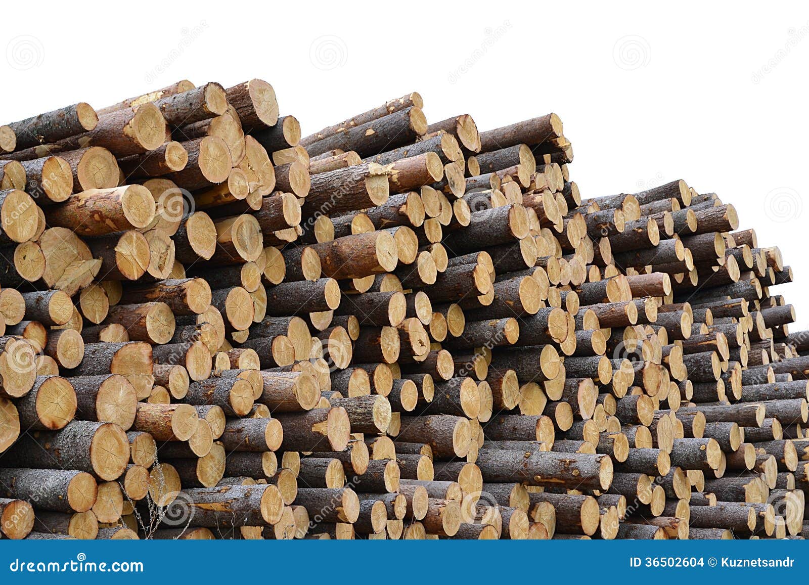 The Laid Trees without Branches Stock Photo - Image of working, timber ...