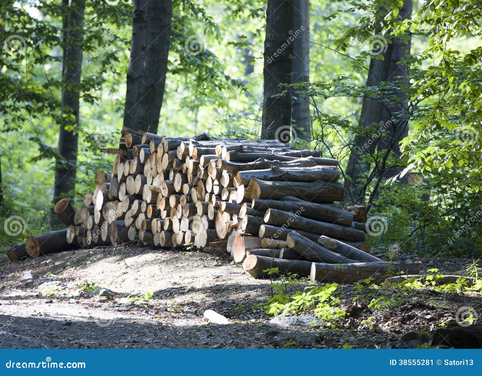 Stacked logs in forest stock image. Image of trunk, wood - 38555281