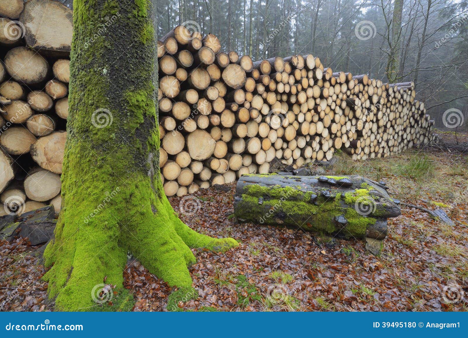 Stacked Logs stock photo. Image of outdoors, ecosystem - 39495180