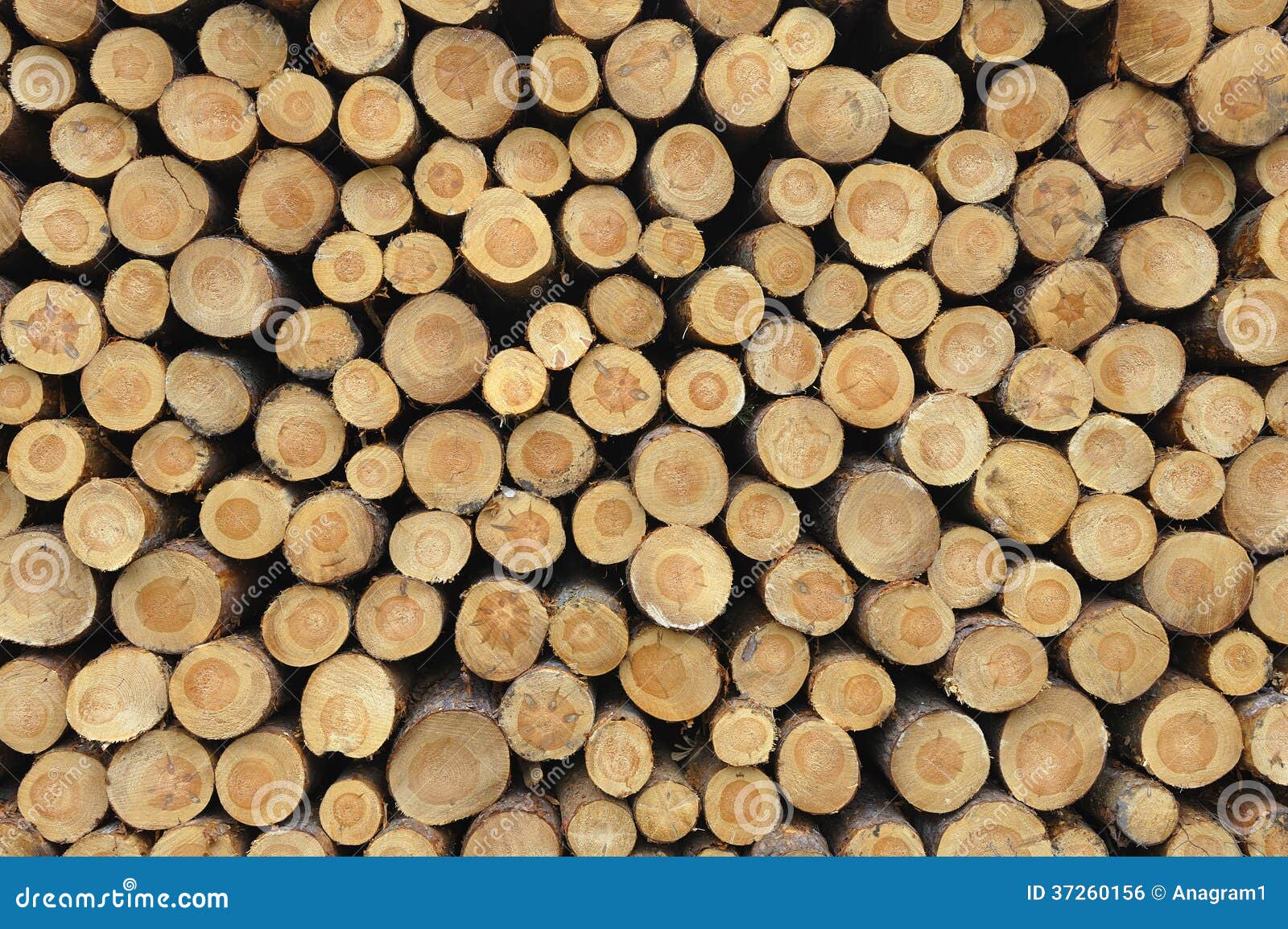 Stacked Logs stock photo. Image of nature, lumber, ecosystem - 37260156