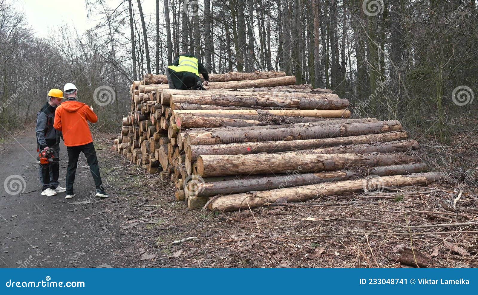 Stacked Logs at Logging. Workers Talk, Plan Work. Orange Jacket Stock ...