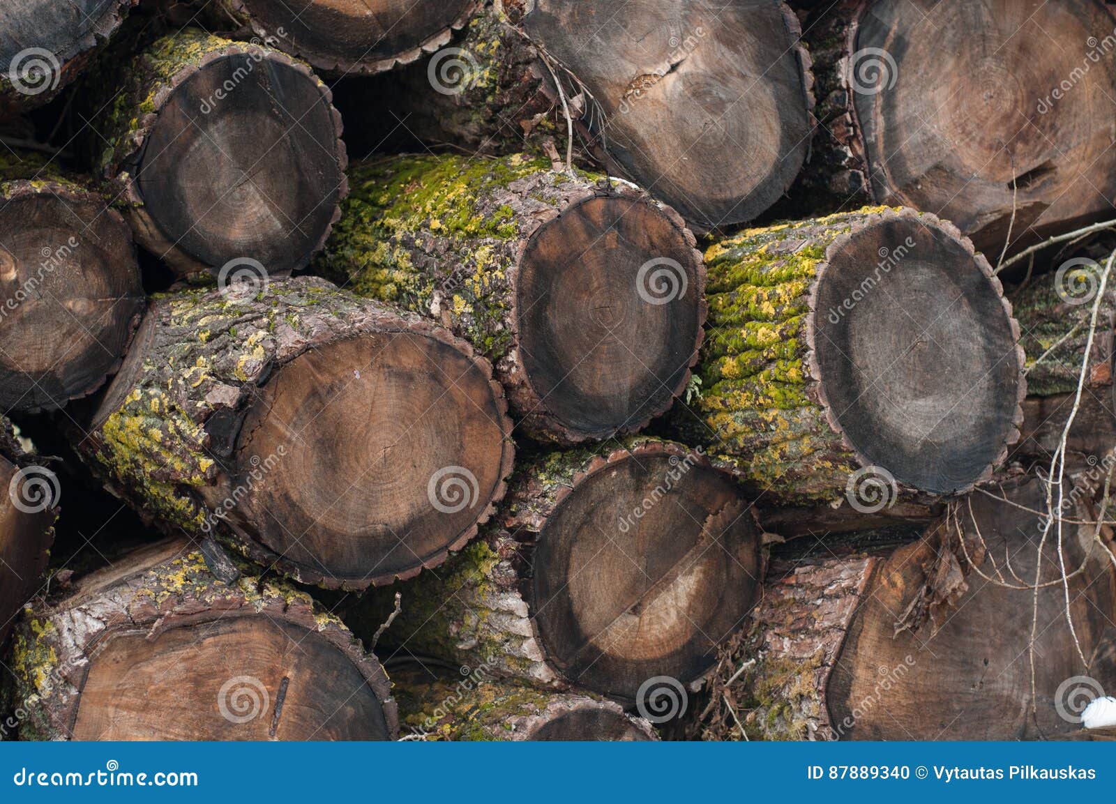 Stacked logs. stock photo. Image of place, timper, trees - 87889340