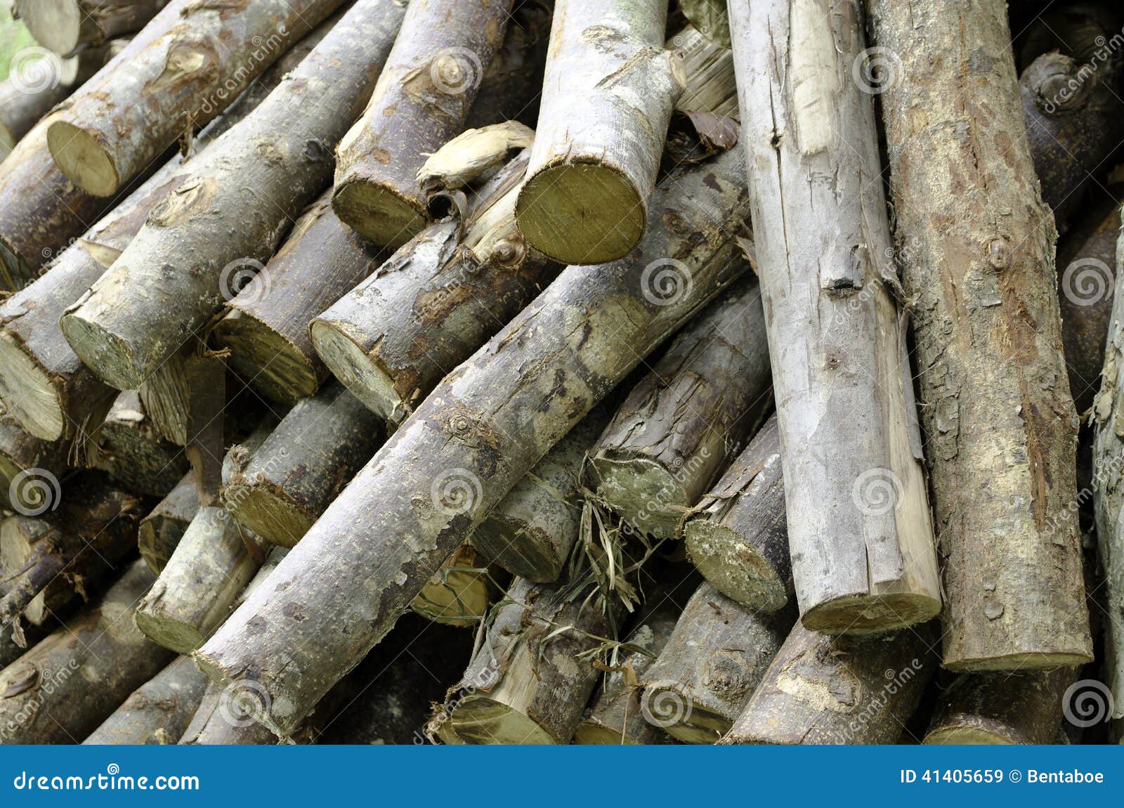 Stacked Logs Background With Green Plant Recycle Stock Photo ...