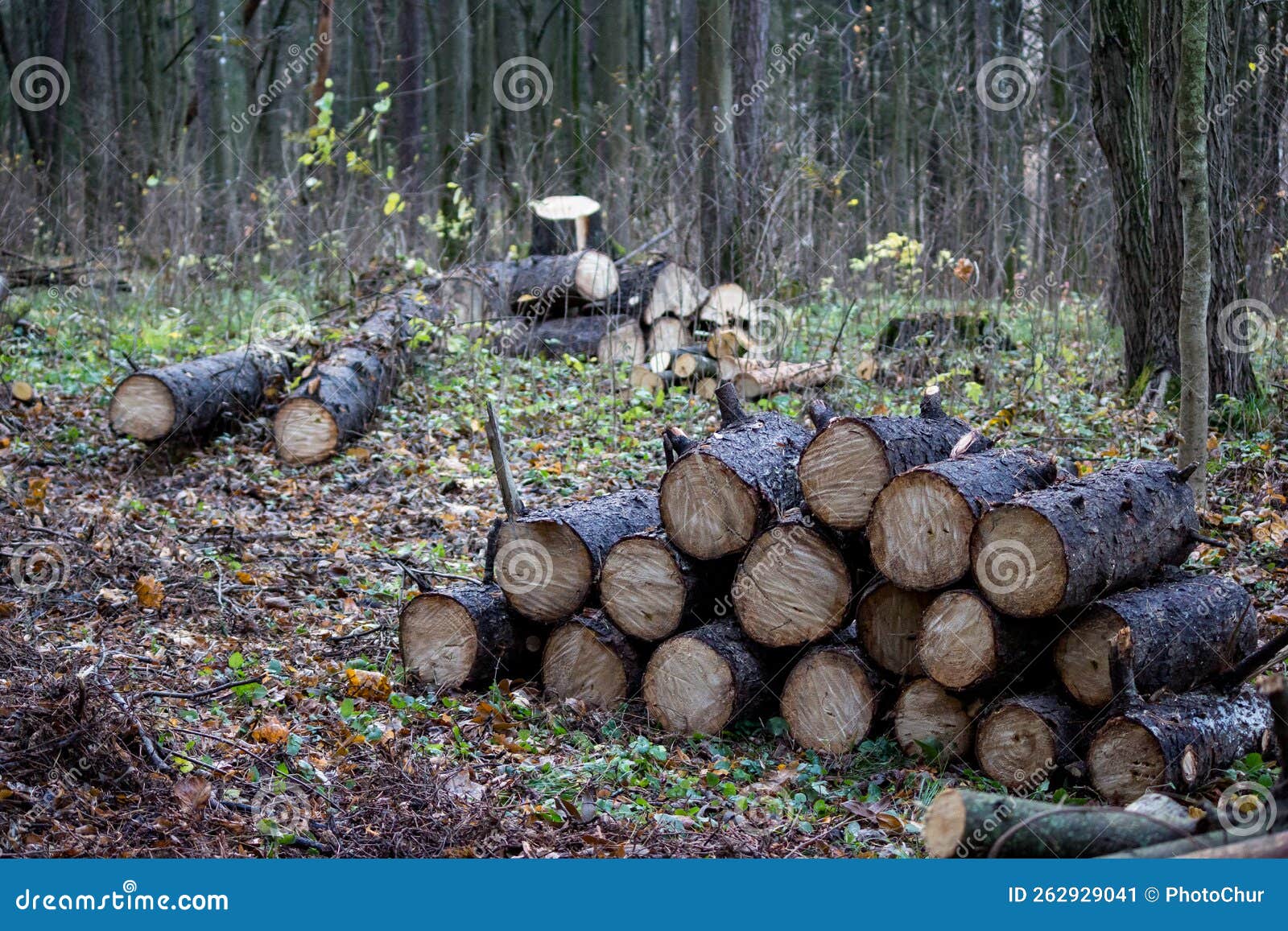 Stacked Logs after Sawing Up Fallen Trees Stock Image - Image of nature ...