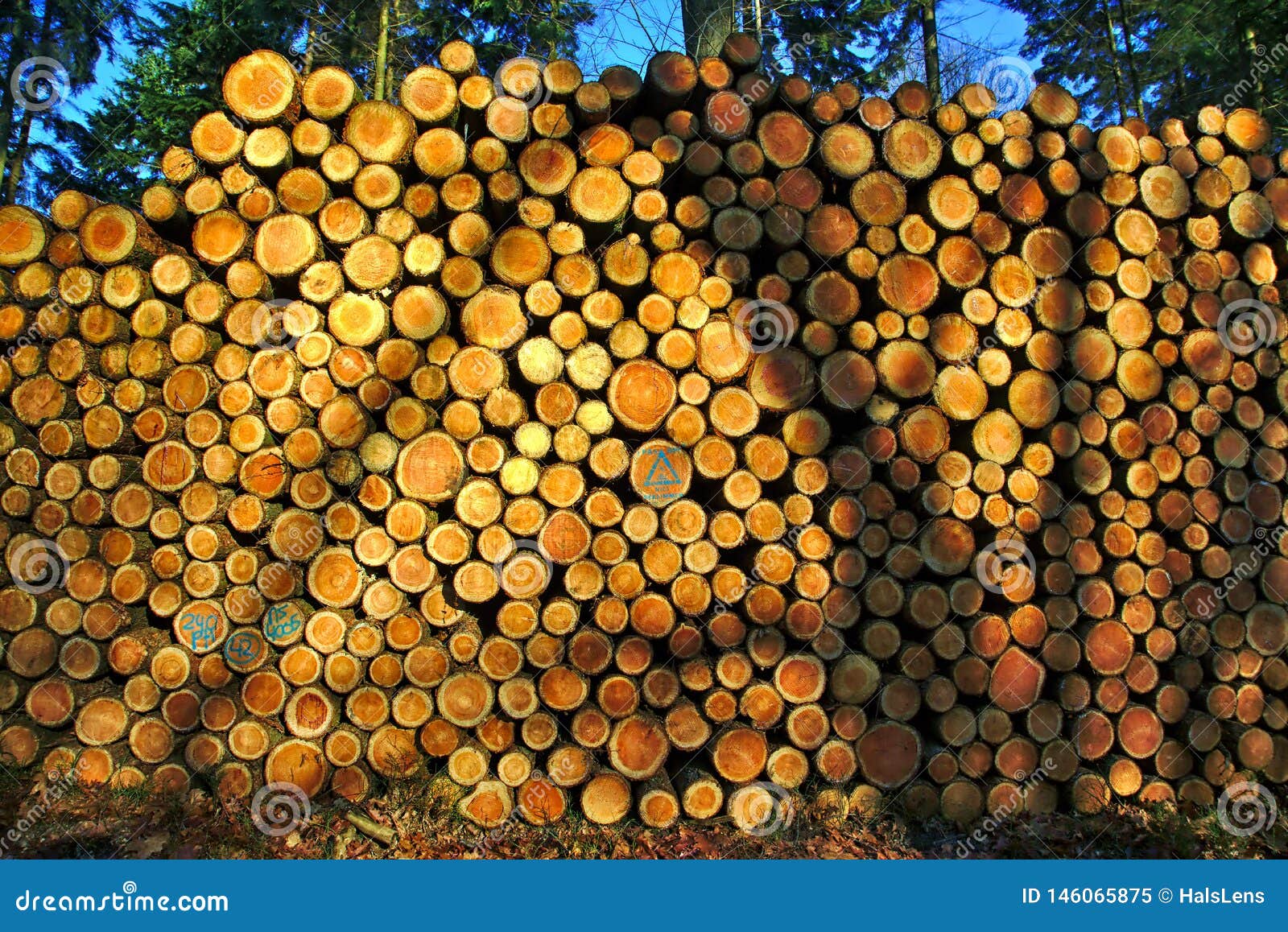 Stacked logs stock image. Image of branch, logs, collection - 146065875