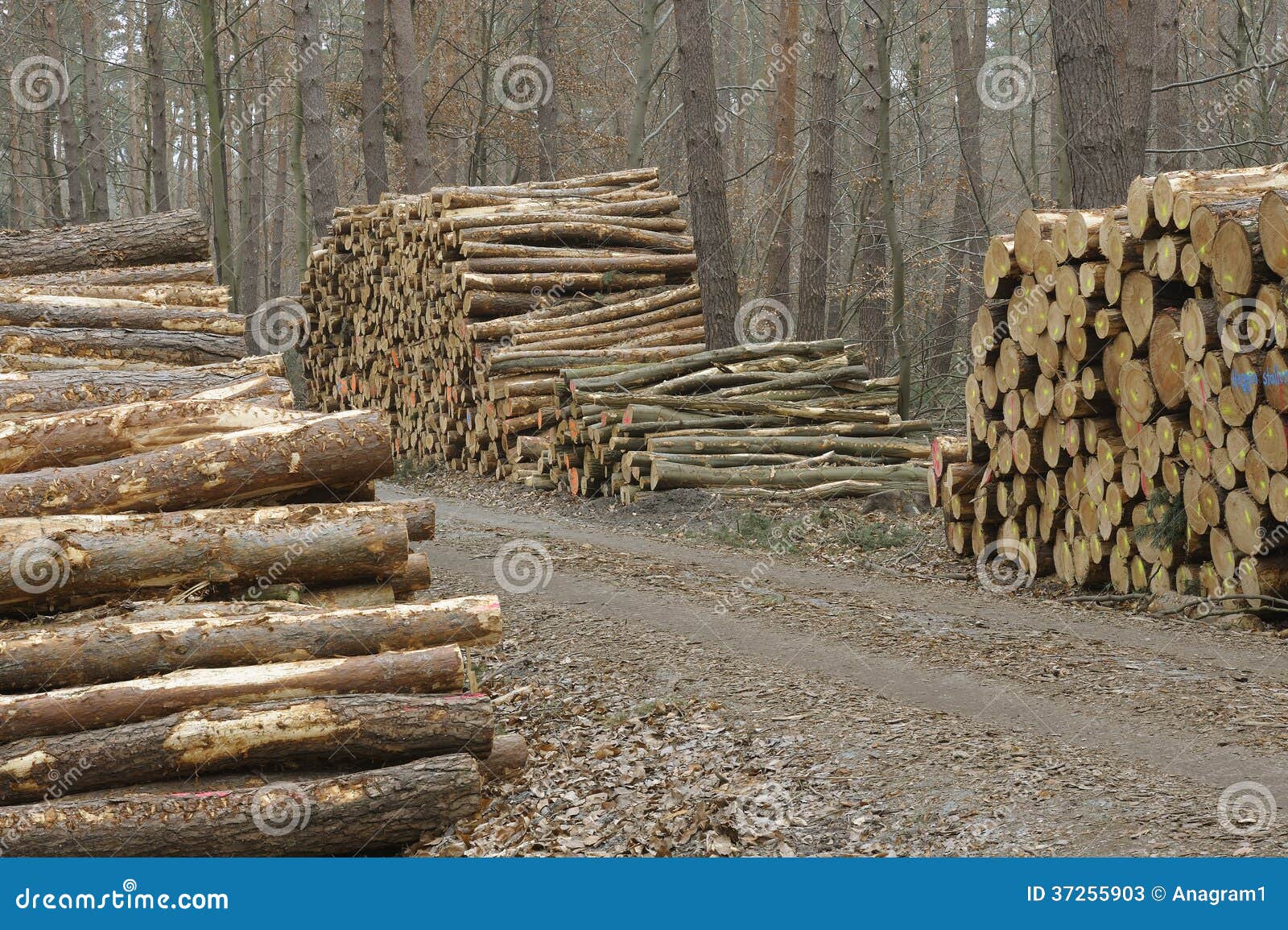Stacked Logs stock image. Image of nature, energy, front - 37255903