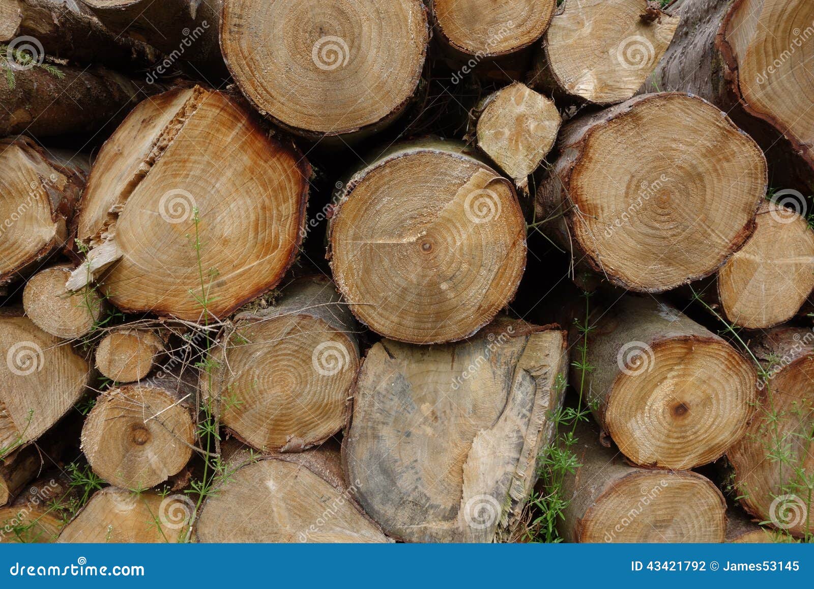 Stacked Logs stock photo. Image of nature, logging, forestry - 43421792