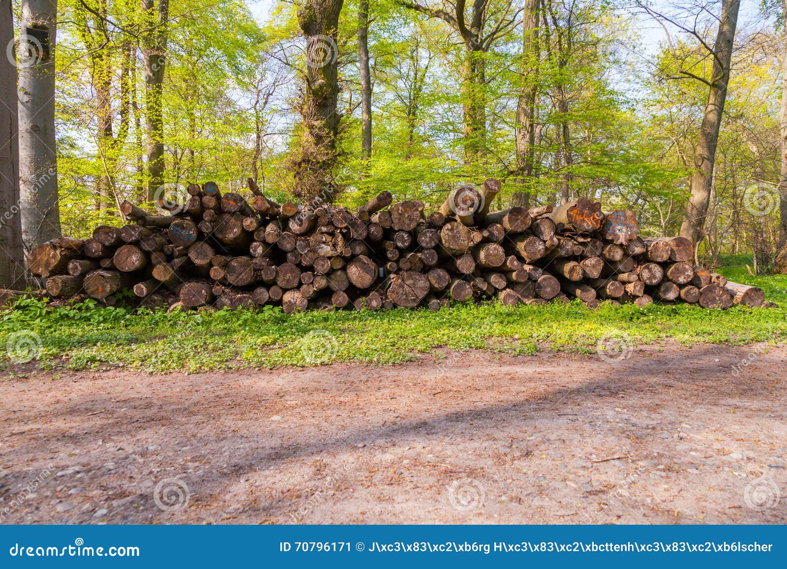 Stacked logs in a wood stock image. Image of nature, design - 70796171