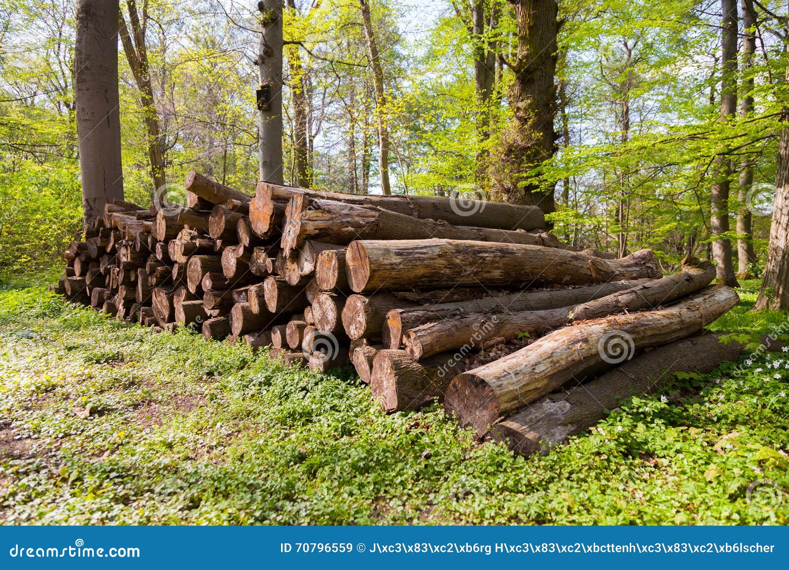Stacked logs in a wood stock image. Image of logs, color - 70796559