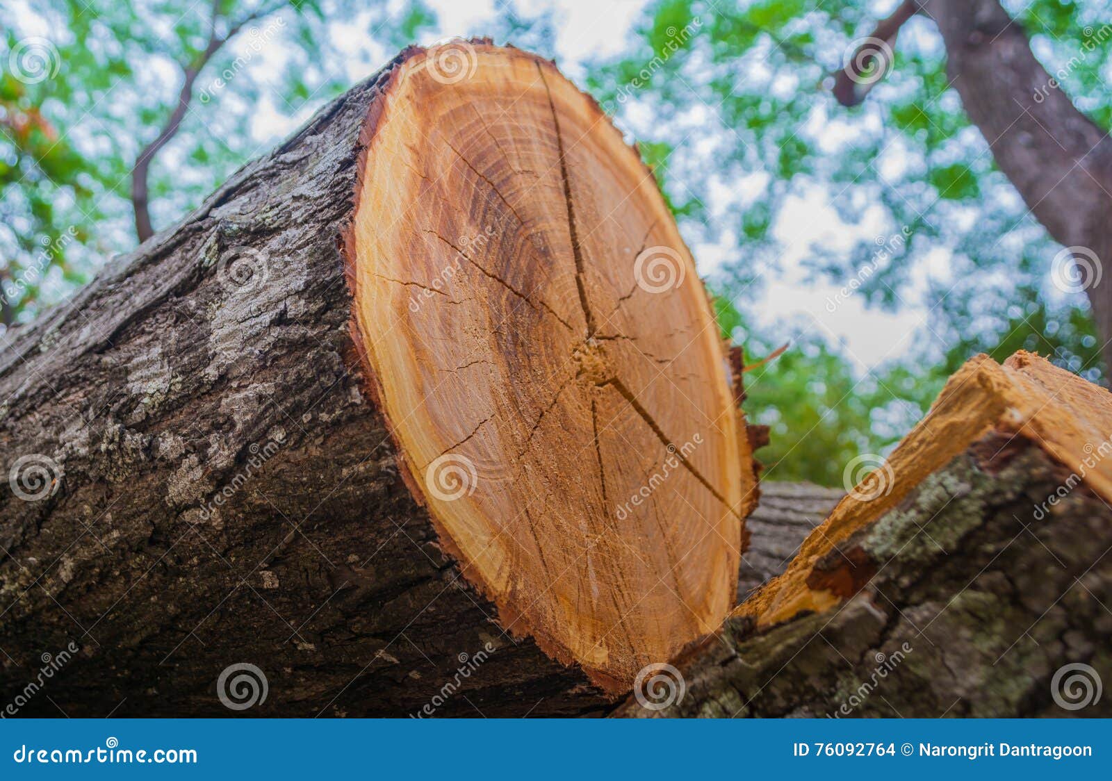 Stacked of Lumber on the Ground Stock Photo - Image of bark, lumber ...