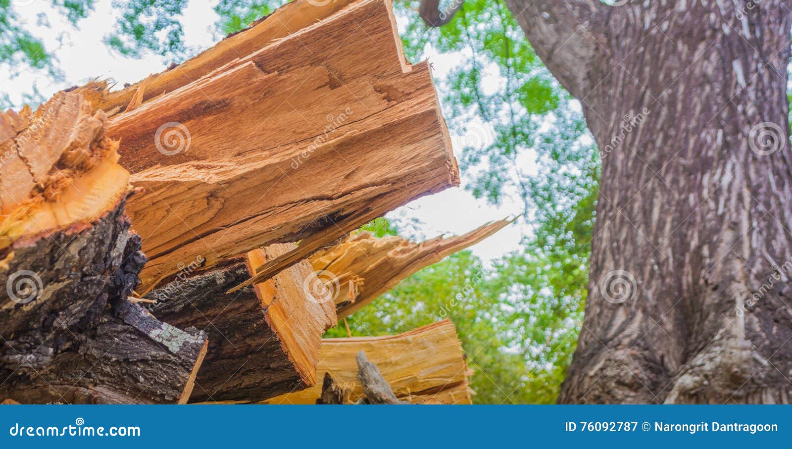 Stacked of Lumber on the Ground Stock Image - Image of forestry, energy ...