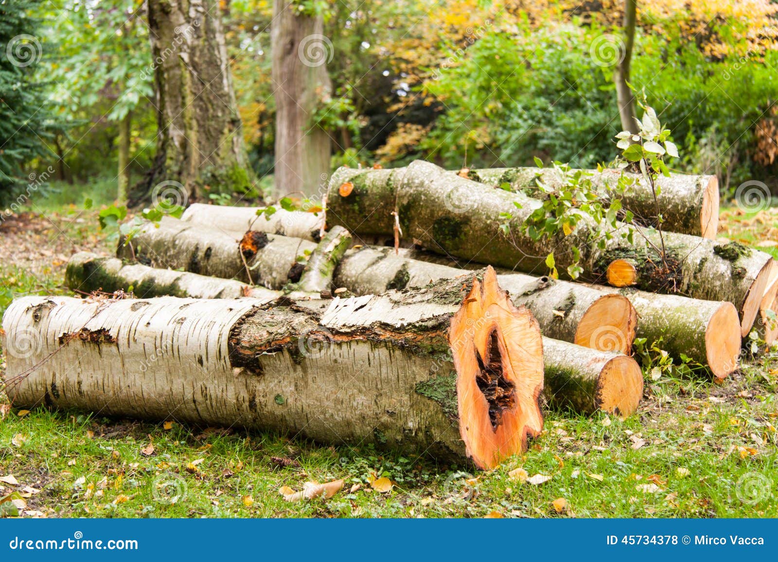 Stacked lumber stock photo. Image of tree, park, wood - 45734378