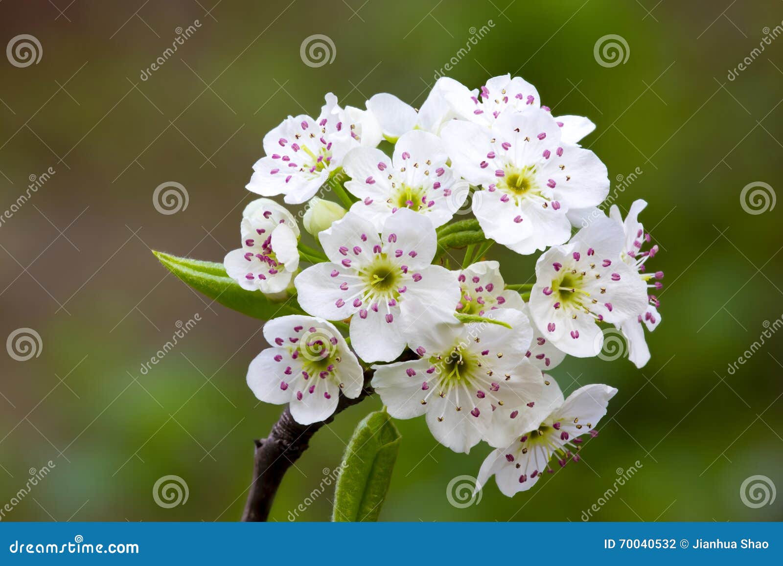 Stacked macro flowers stock photo. Image of pink, closeup - 70040532