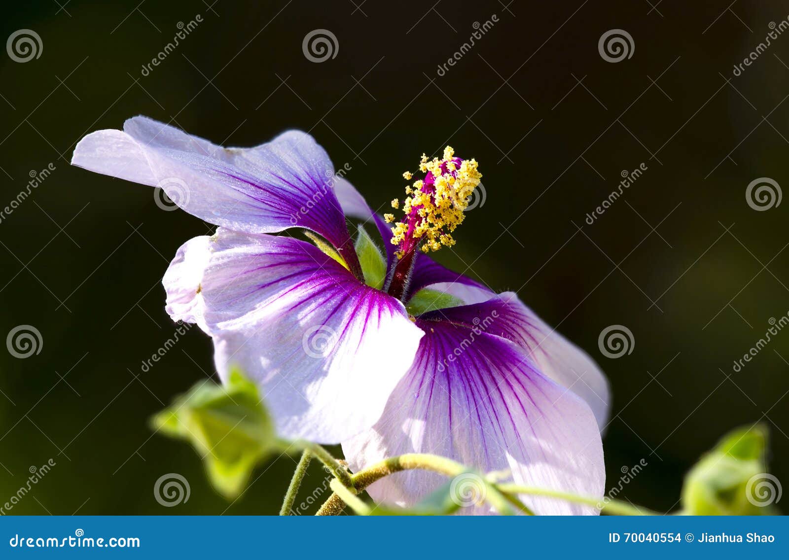Stacked macro flowers stock photo. Image of petal, stacked - 70040554