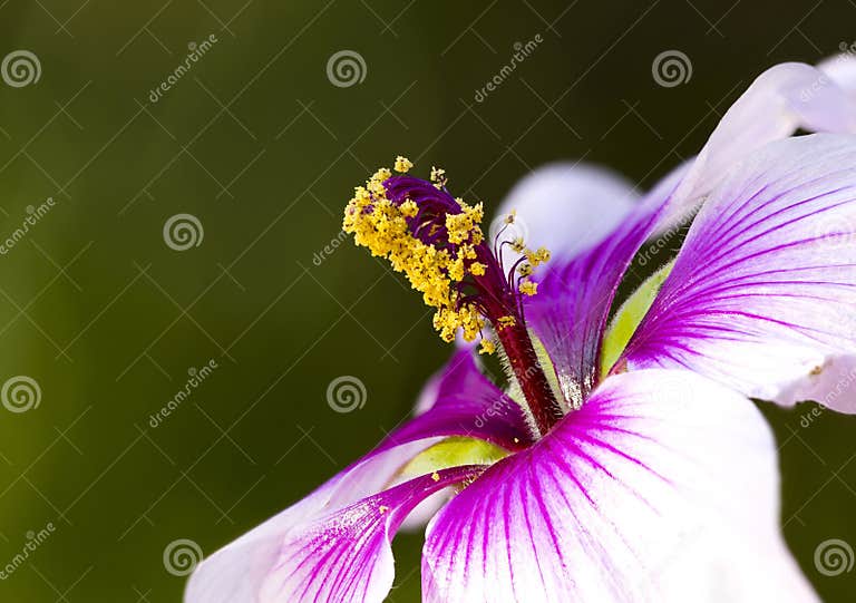 Stacked macro flowers stock photo. Image of stacked, anthers - 70040734