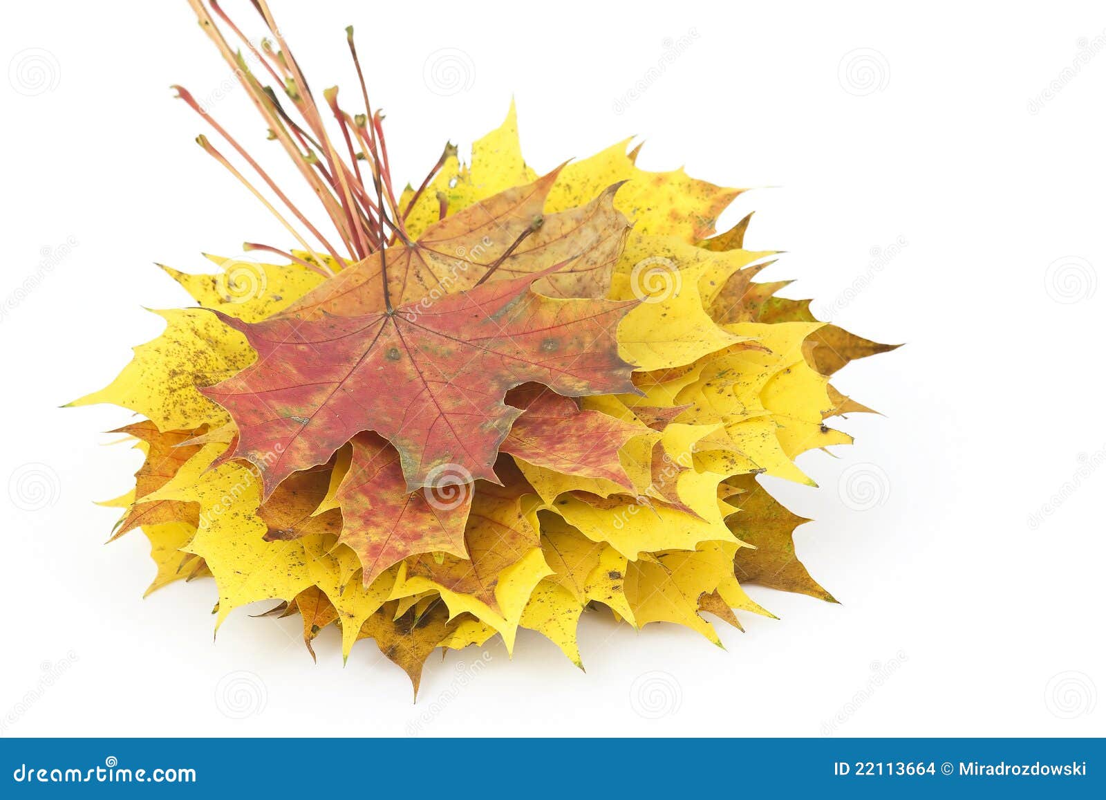 Stacked maple leaves stock photo. Image of clipping, multicolored - 22113664