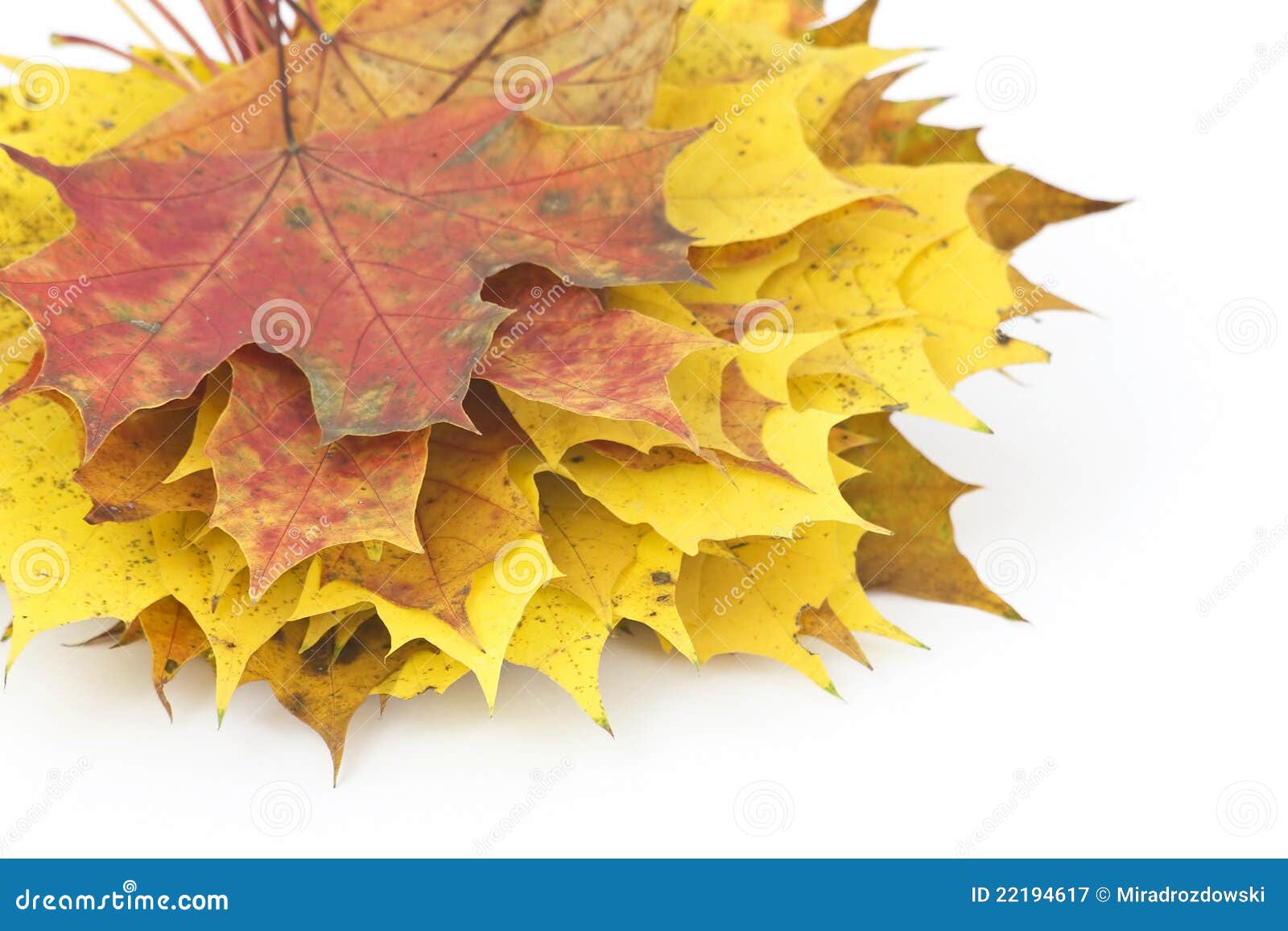 Stacked maple leaves stock image. Image of colored, green - 22194617