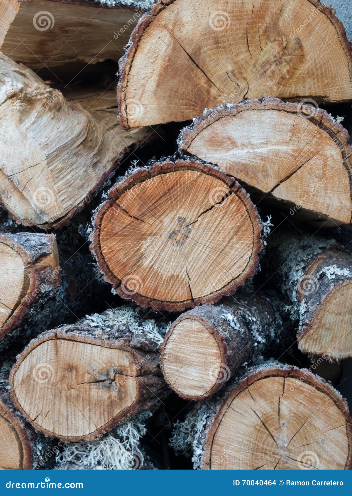Stacked oak logs stock photo. Image of trunks, pile, rings - 70040464