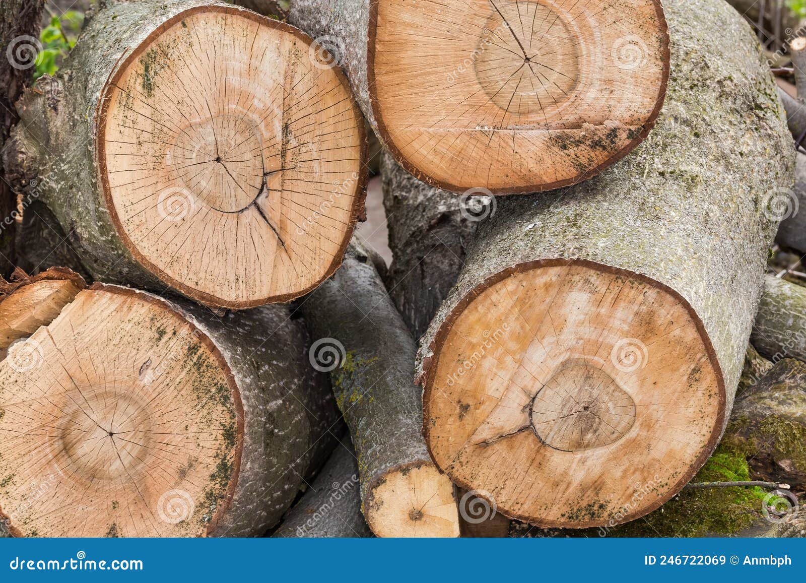 Transverse Cut of the Walnut Trees Trunks, Background Stock Image ...