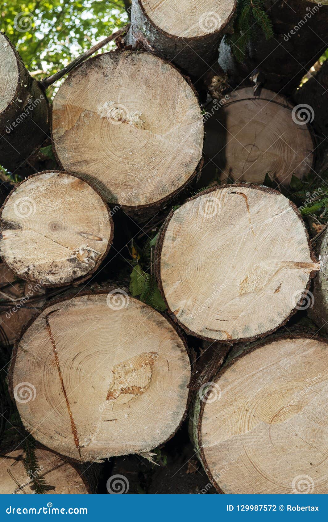 Pile Of Spruce Wood Stock Photo | CartoonDealer.com #94085682