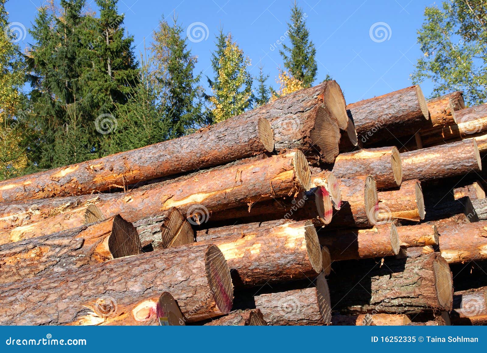 Stacked Pine Logs with Blue Sky Stock Image - Image of blue ...