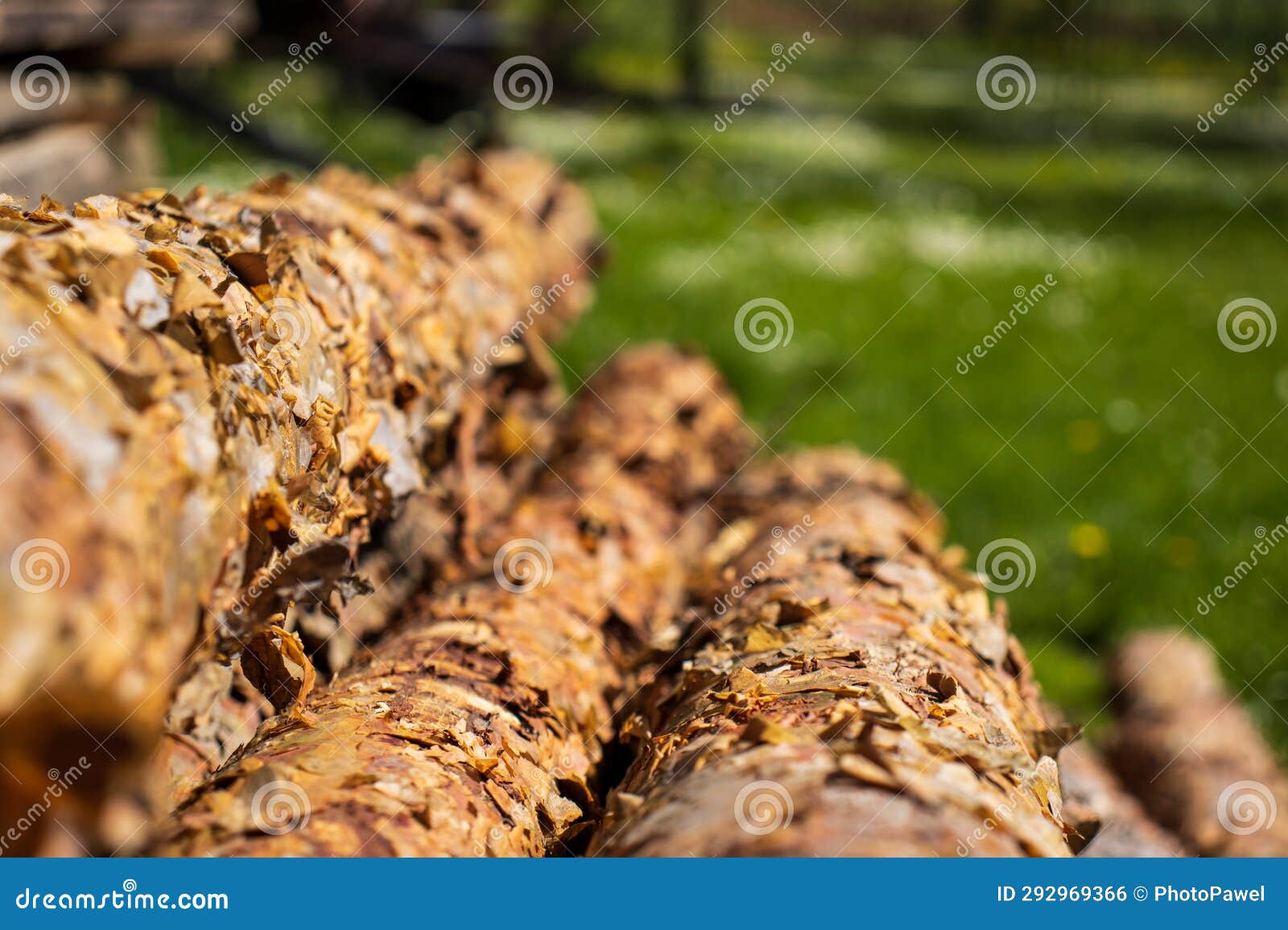 Stacked Pine Logs. Forest Pine and Spruce Trees Stock Photo - Image of ...