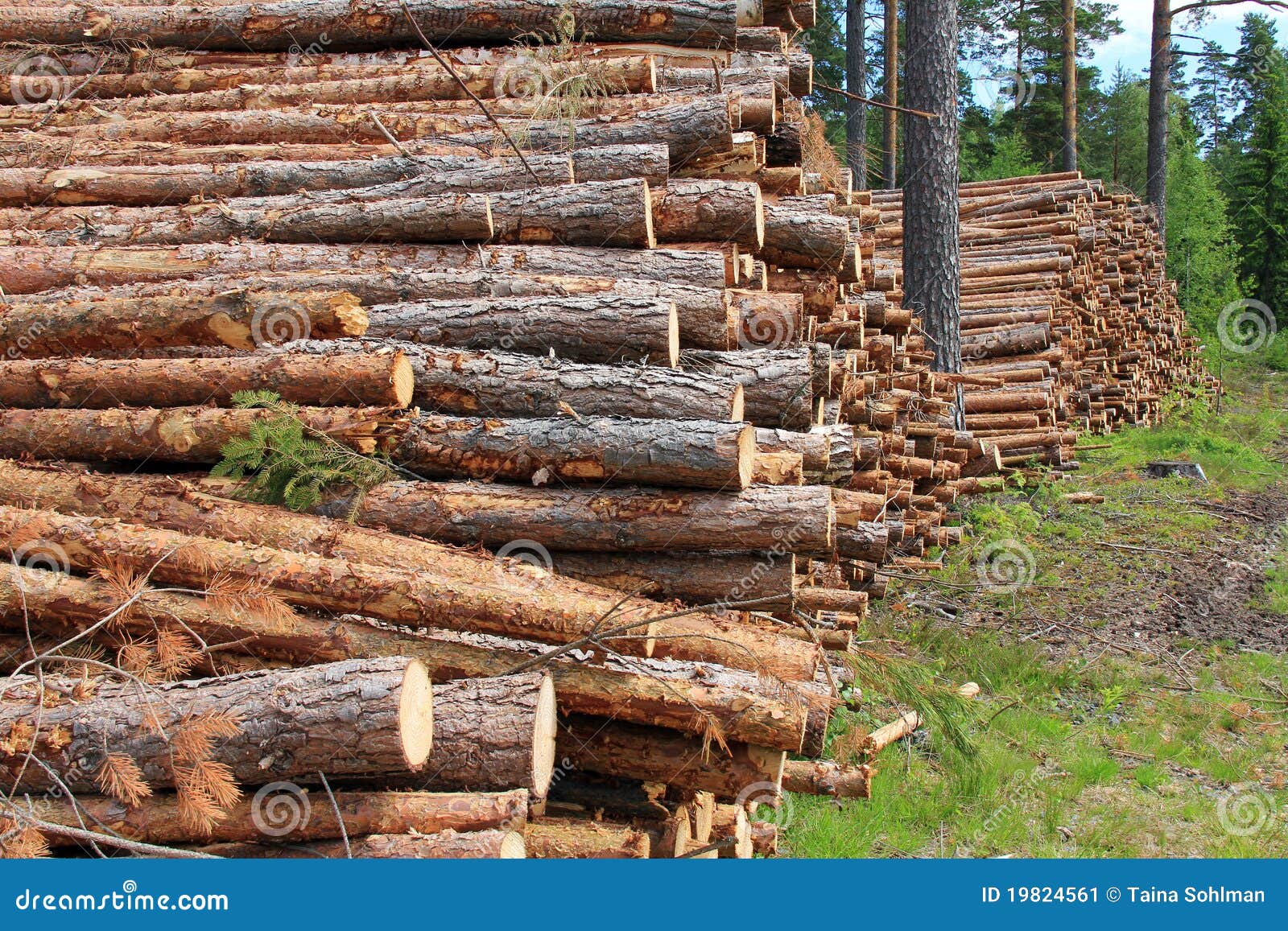 Stacked Pine Timber stock image. Image of felled, alternative - 19824561