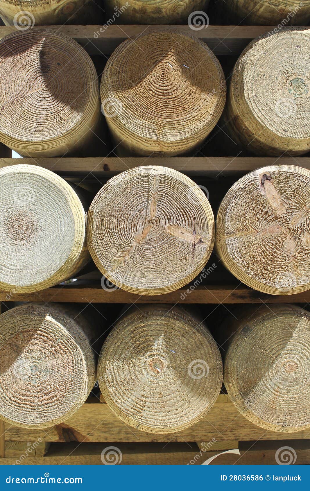 Stacked pine timber poles stock photo. Image of circle - 28036586