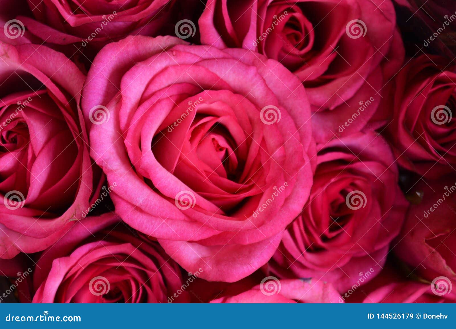 Stacked Pink Roses in a Row Stock Image - Image of season, stacked ...