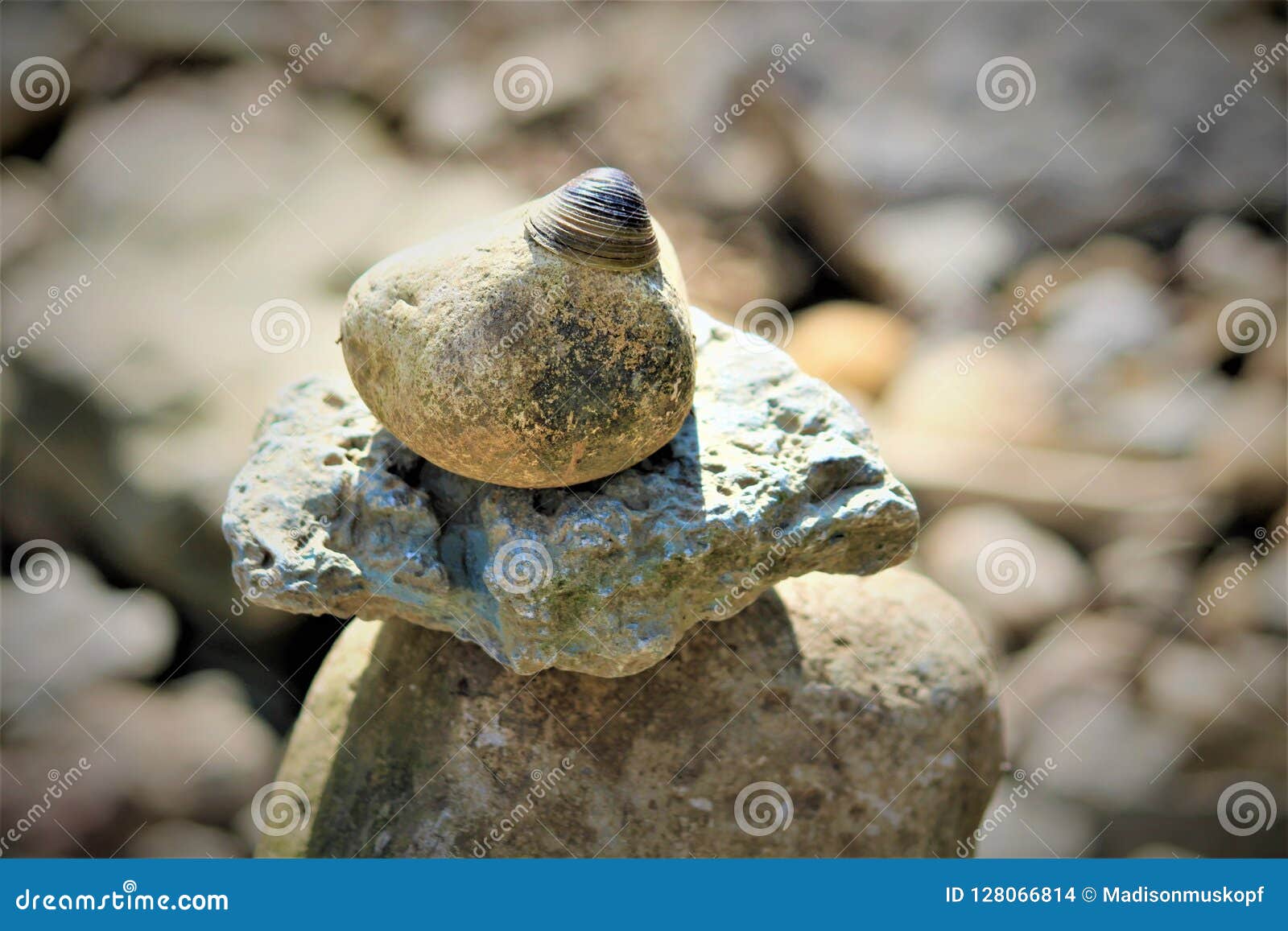 Stacked Rocks and Shell stock photo. Image of granite - 128066814
