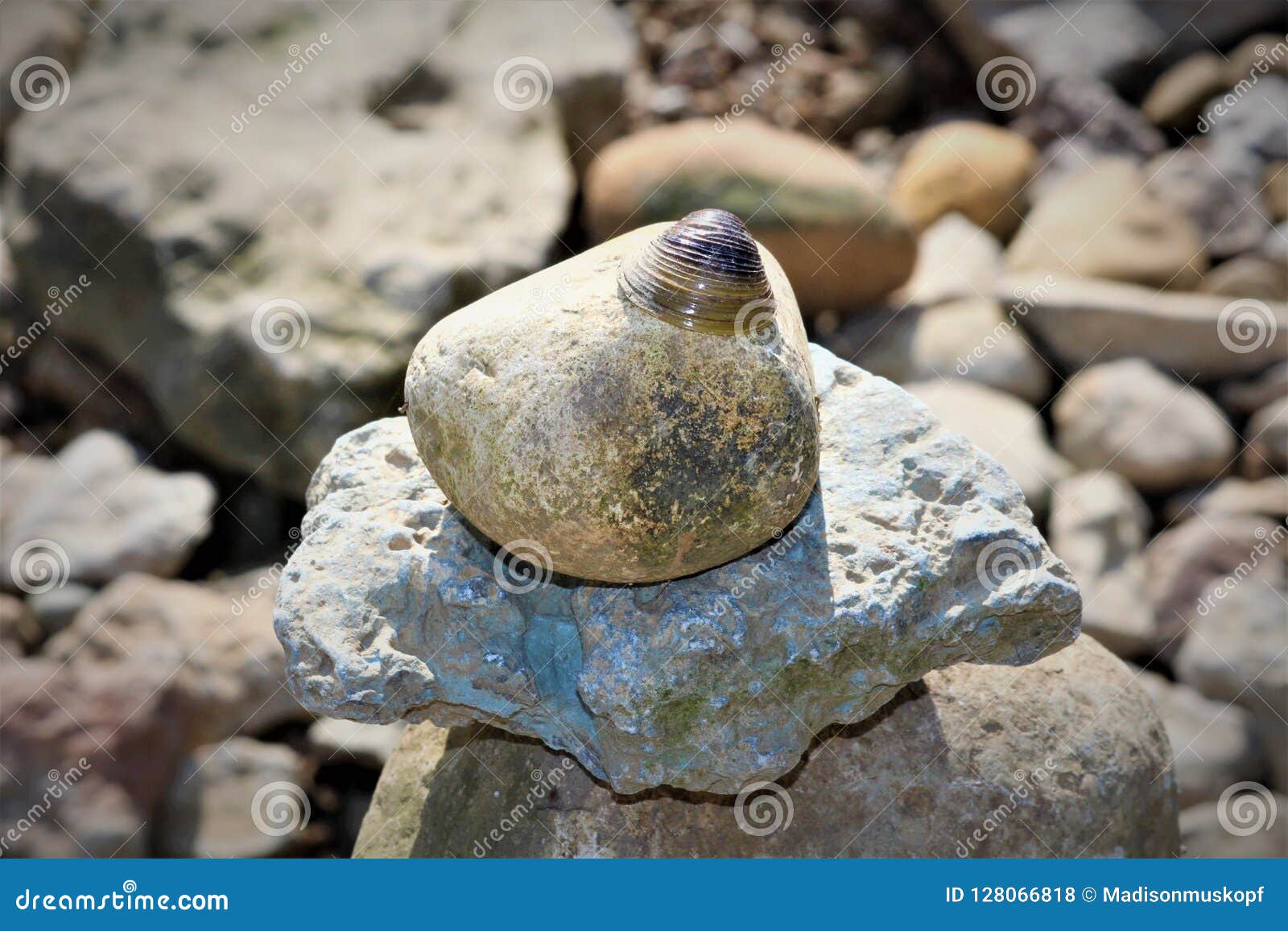 Stacked Rocks and Shell stock photo. Image of ocean - 128066818