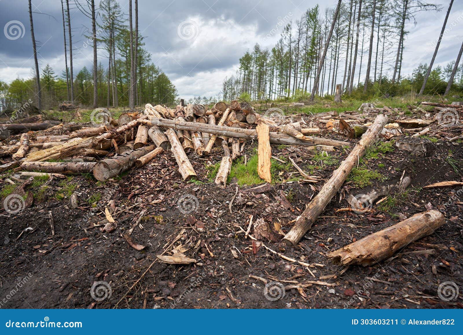 Stacked Round Wooden Blocks Background. Pine Tree Cut Stock Image ...