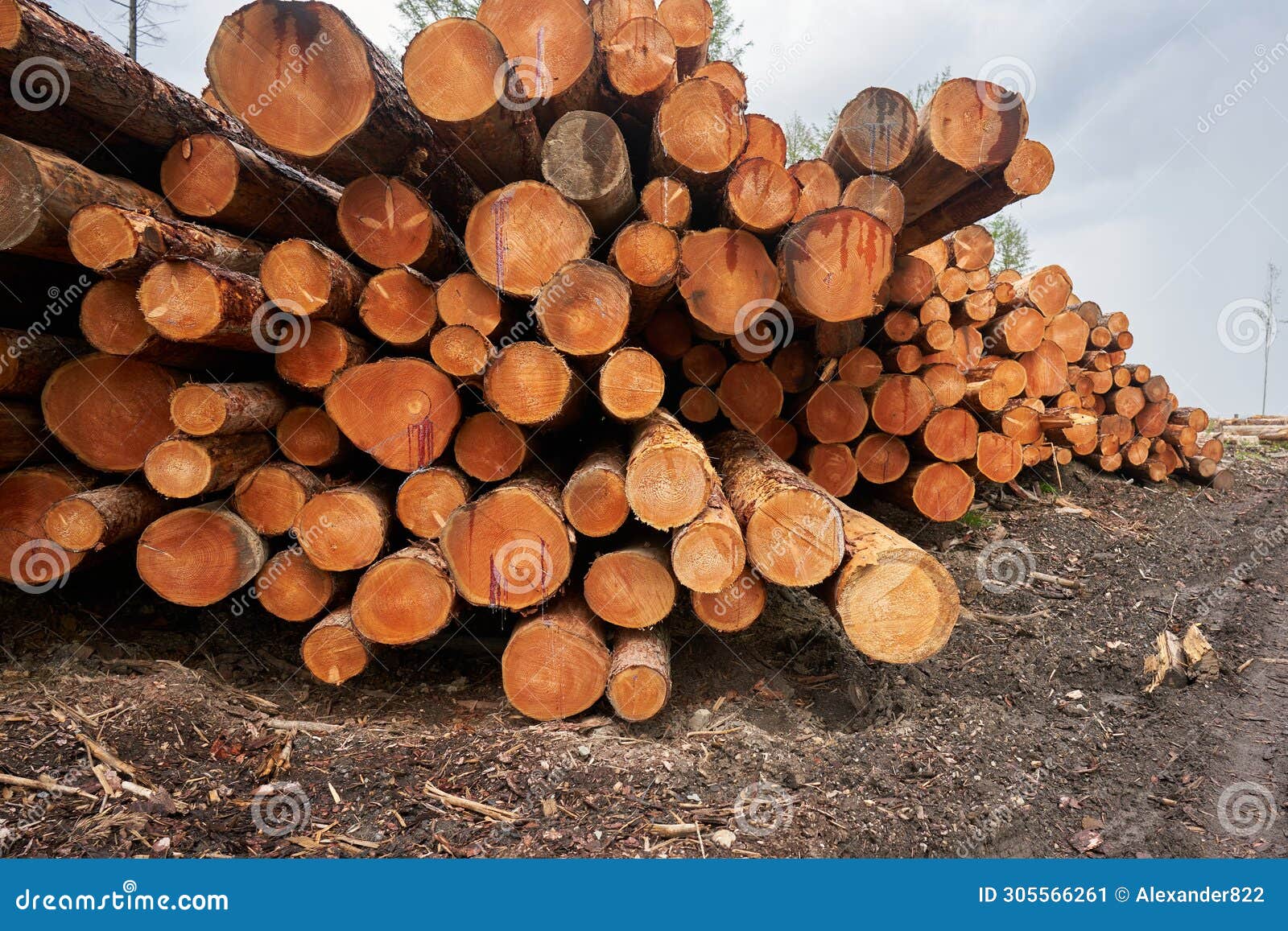 Stacked Round Wooden Blocks Background. Pine Tree Cut and Stacked Stock ...